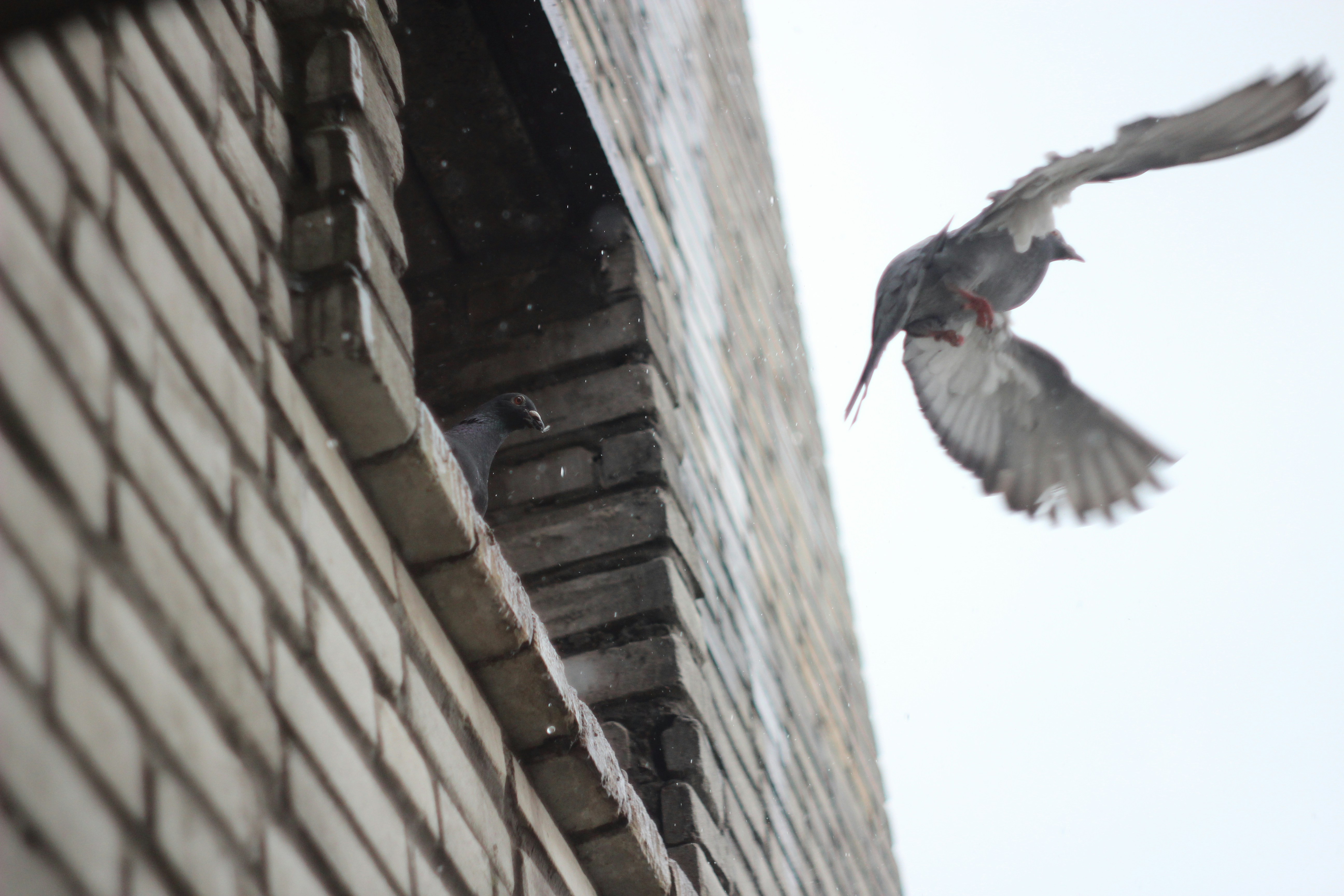 gray bird in flight from brick window