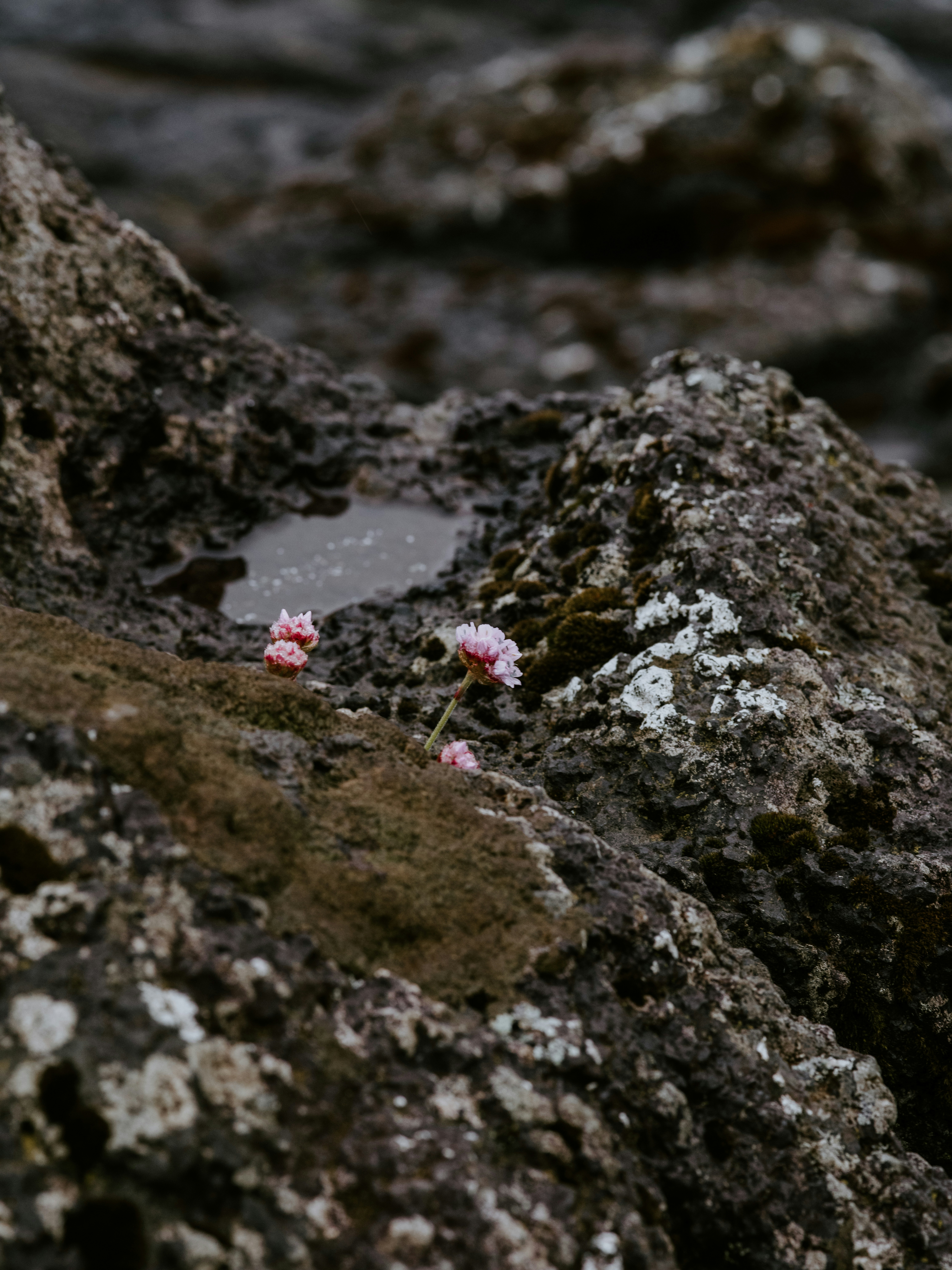 Pink Resilience in a Sea-Worn Crevice