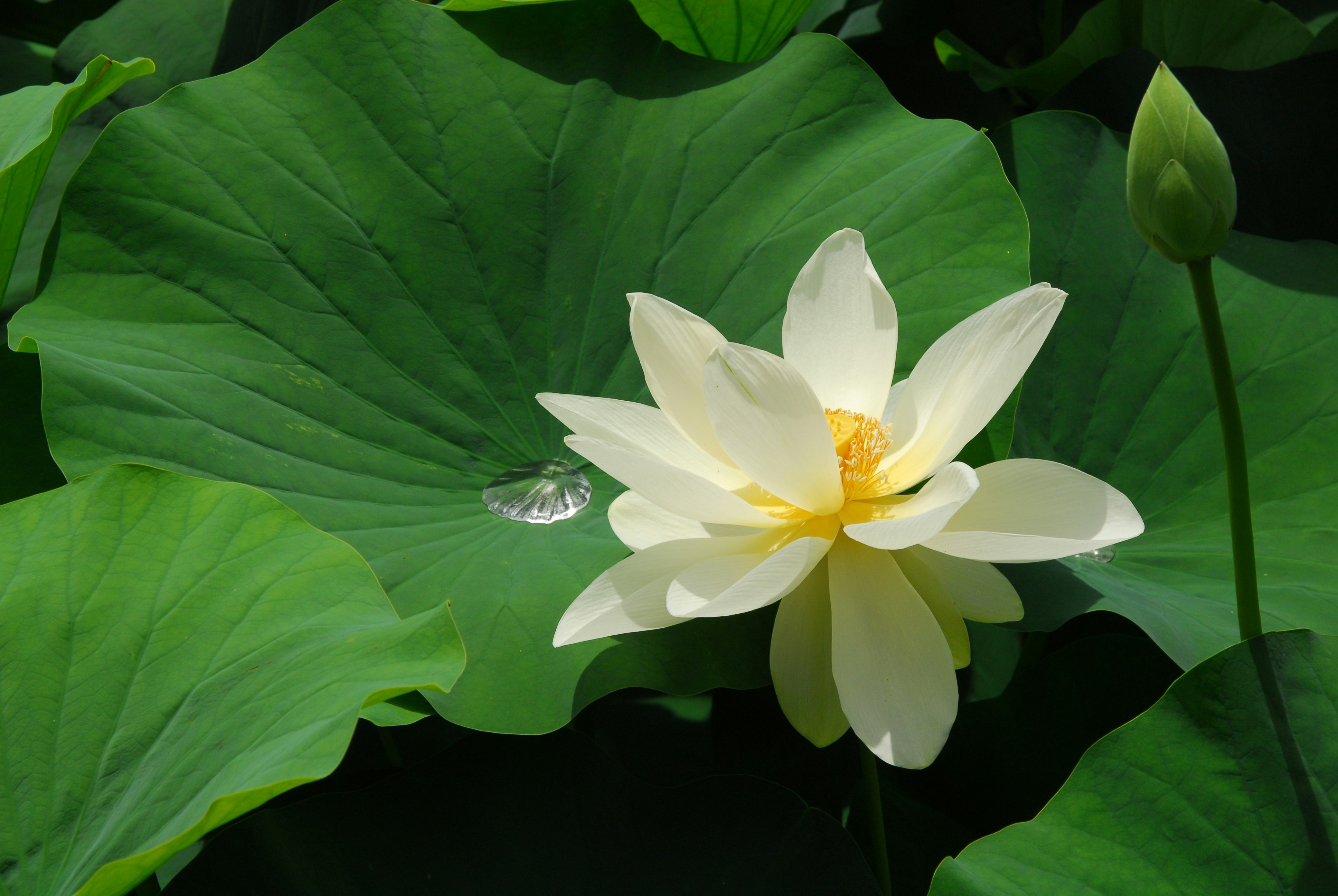 white petaled flower