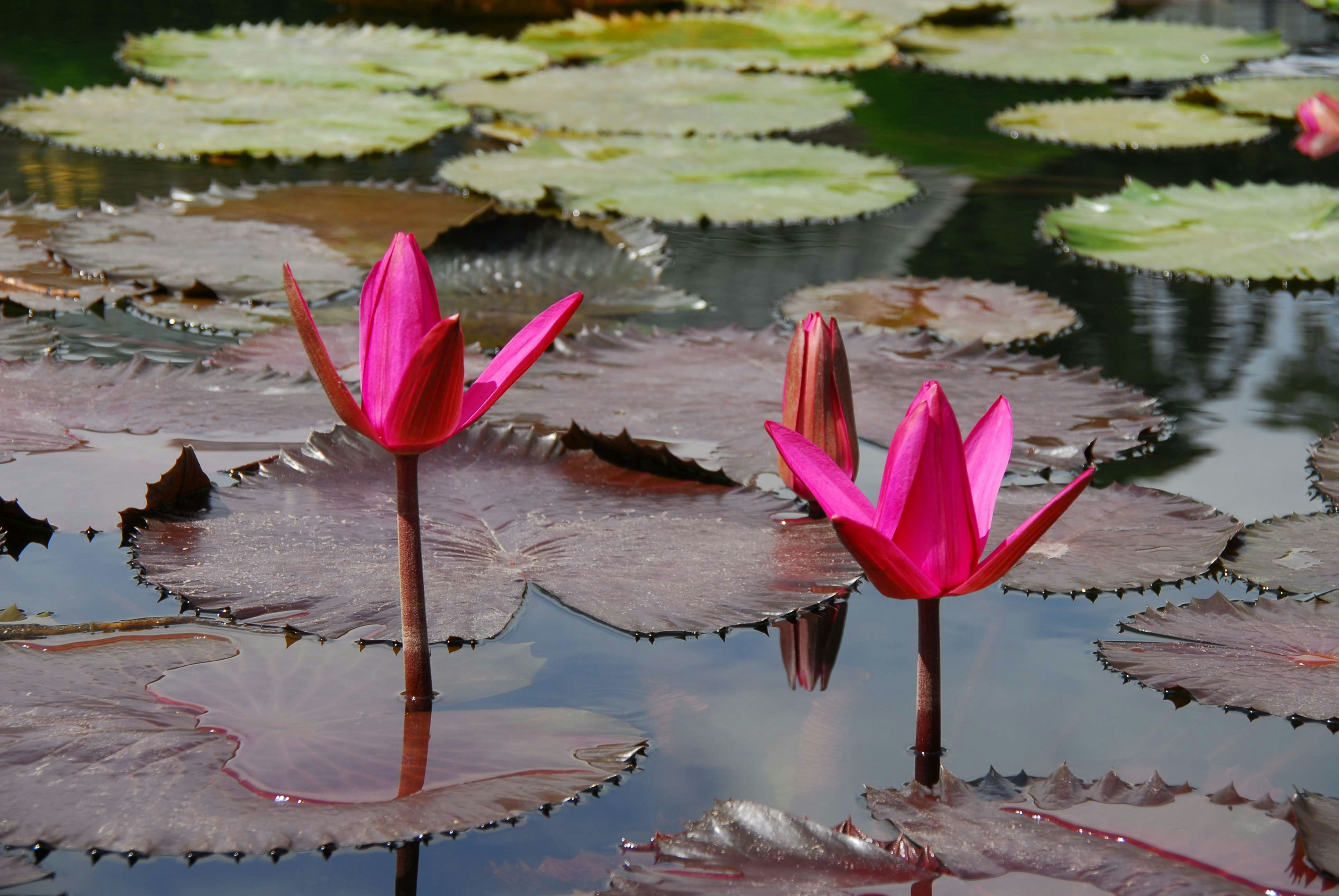 pink-petaled flowers