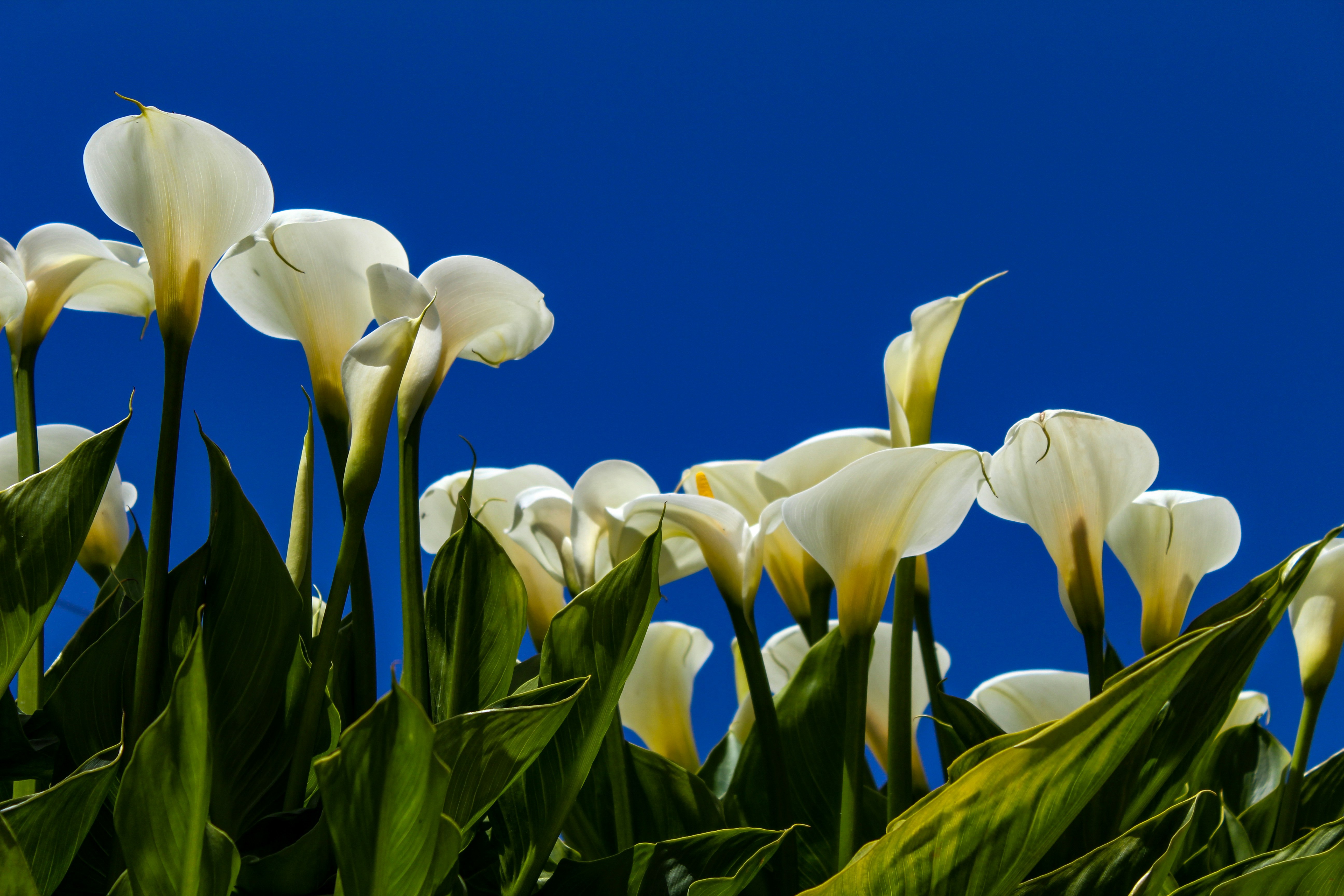 Blue Lily Flower Meaning