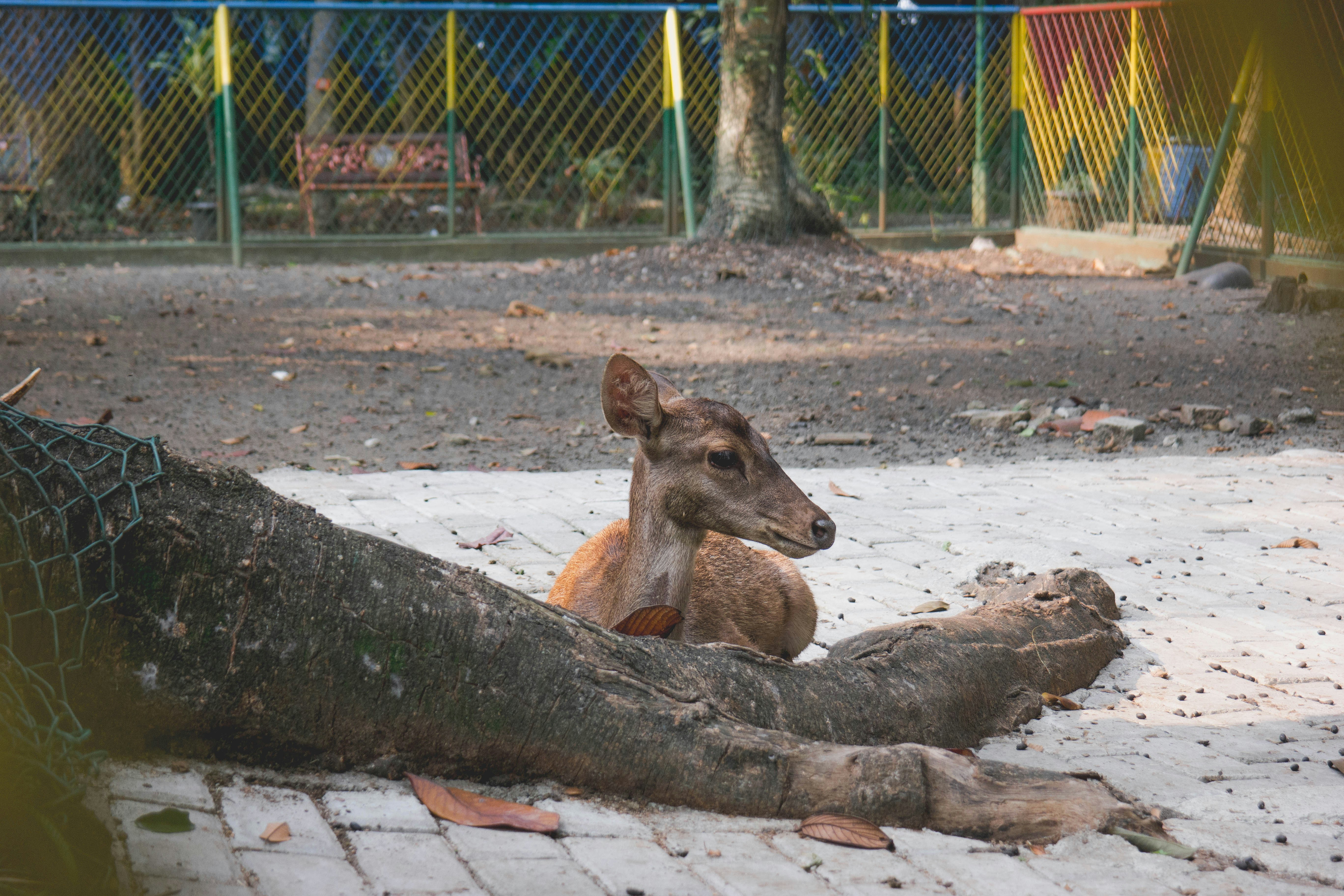 Resting Fawn at the Edge of the Park