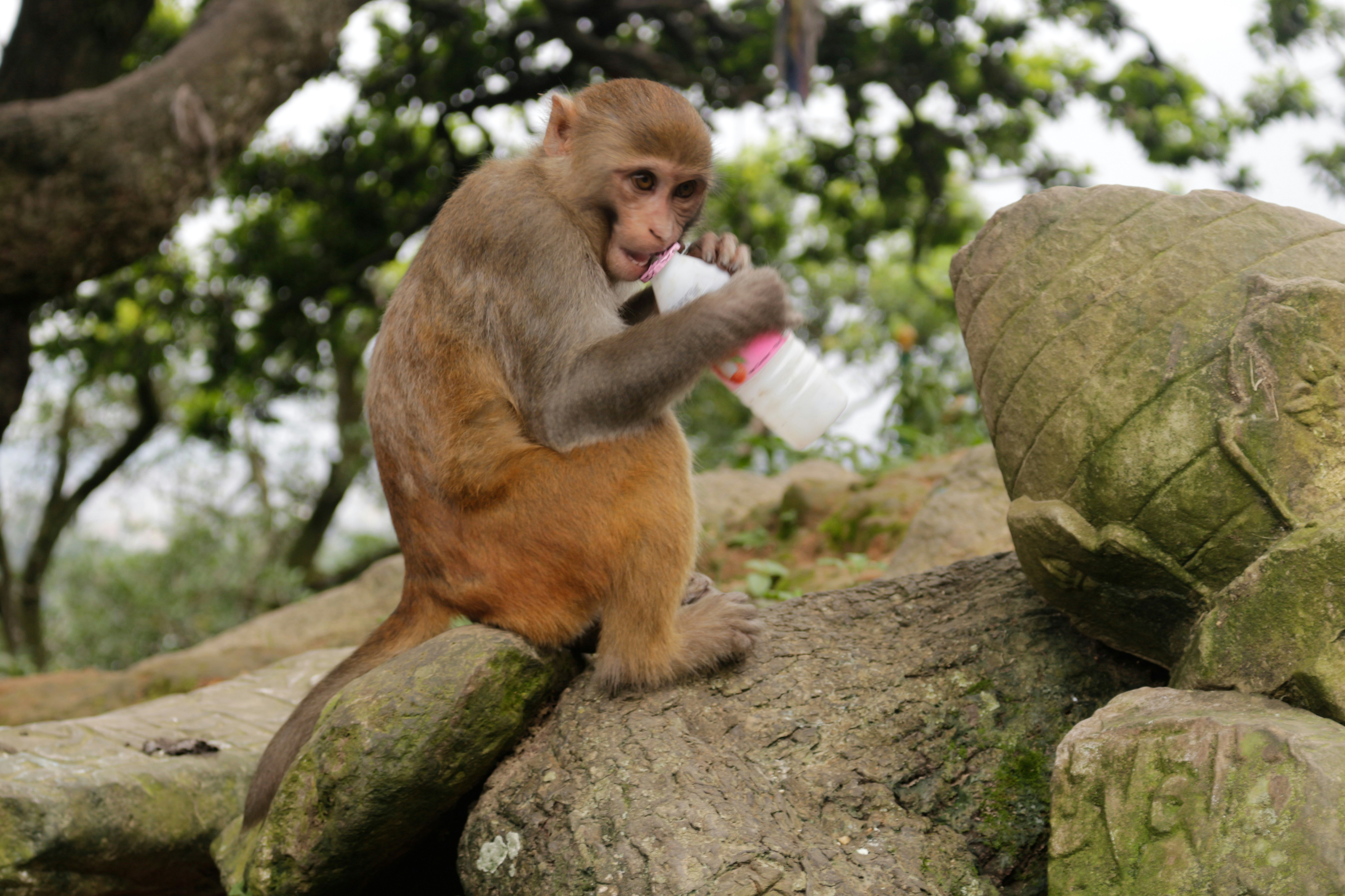 Curious Monkey's Afternoon Snack