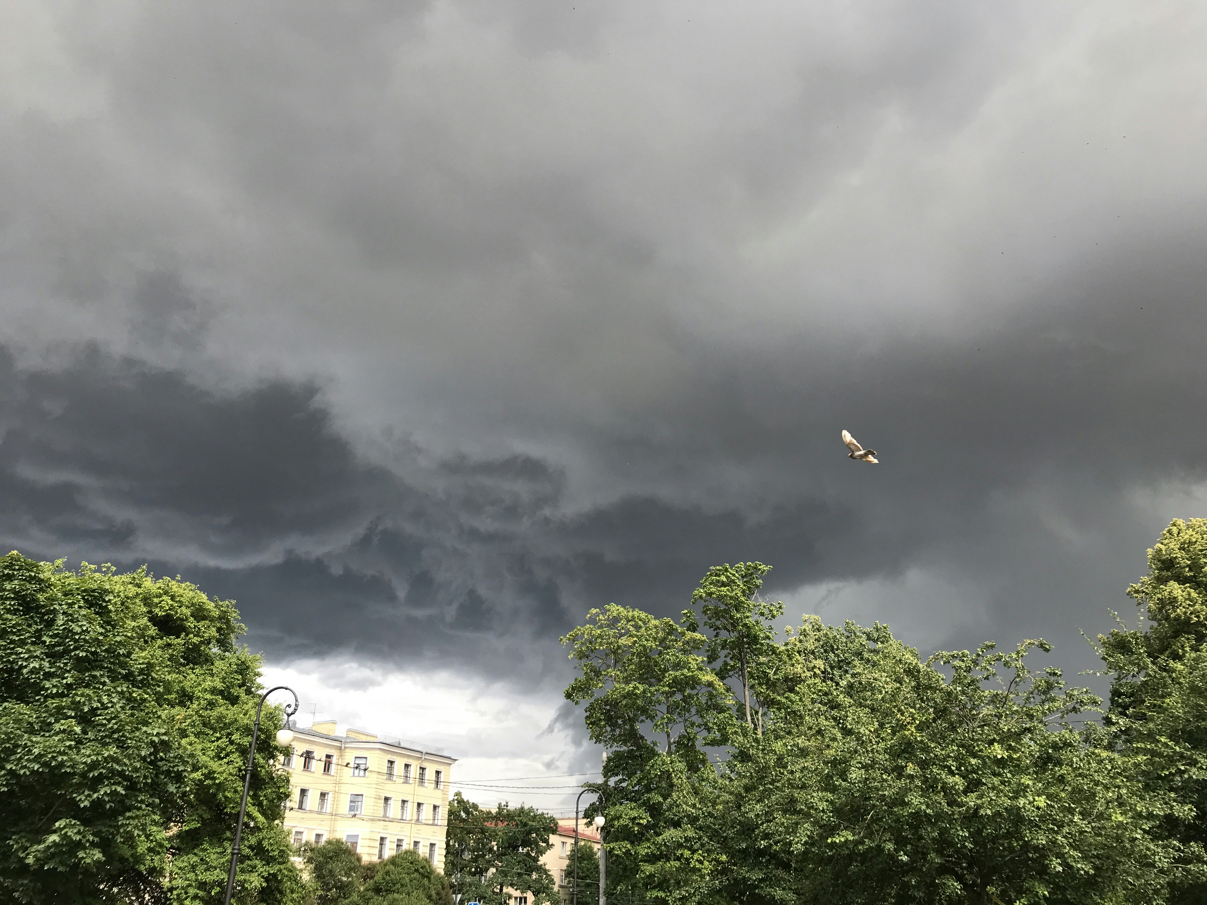 Lone Bird Against a Looming Storm Over a Quiet City Edge