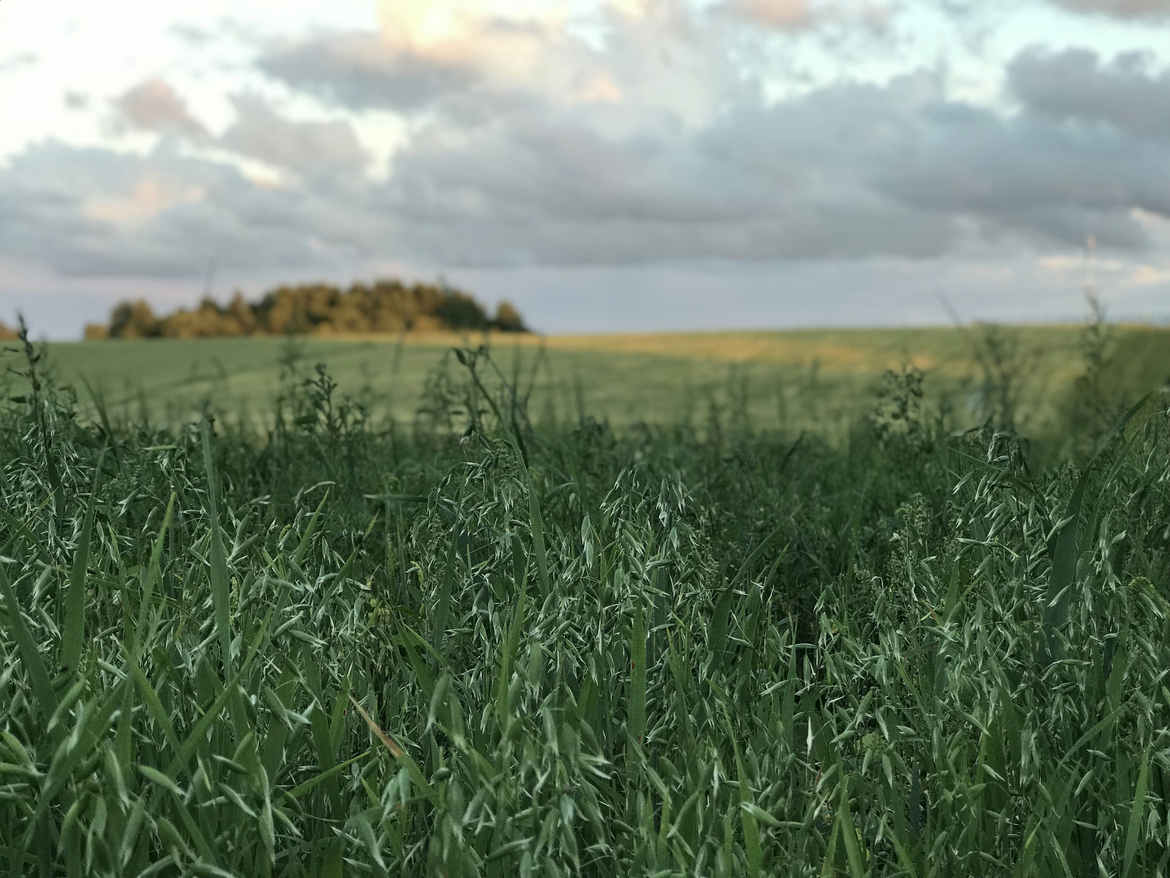 Foto zum Thema Gras fiel – Kostenloses Bild zu Grau auf Unsplash