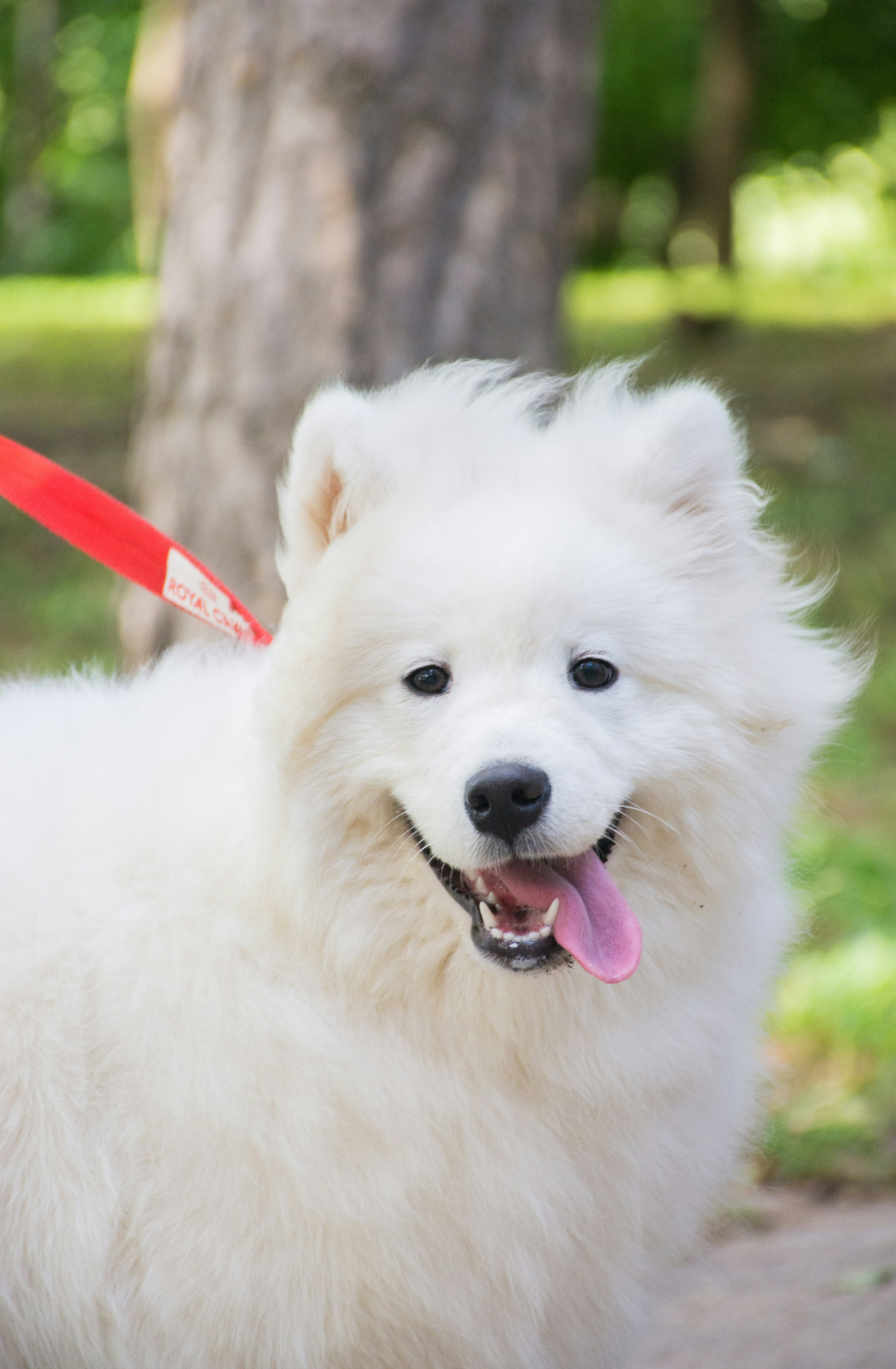 500+ White Dog Pictures [HD] | Download Free Images on Unsplash