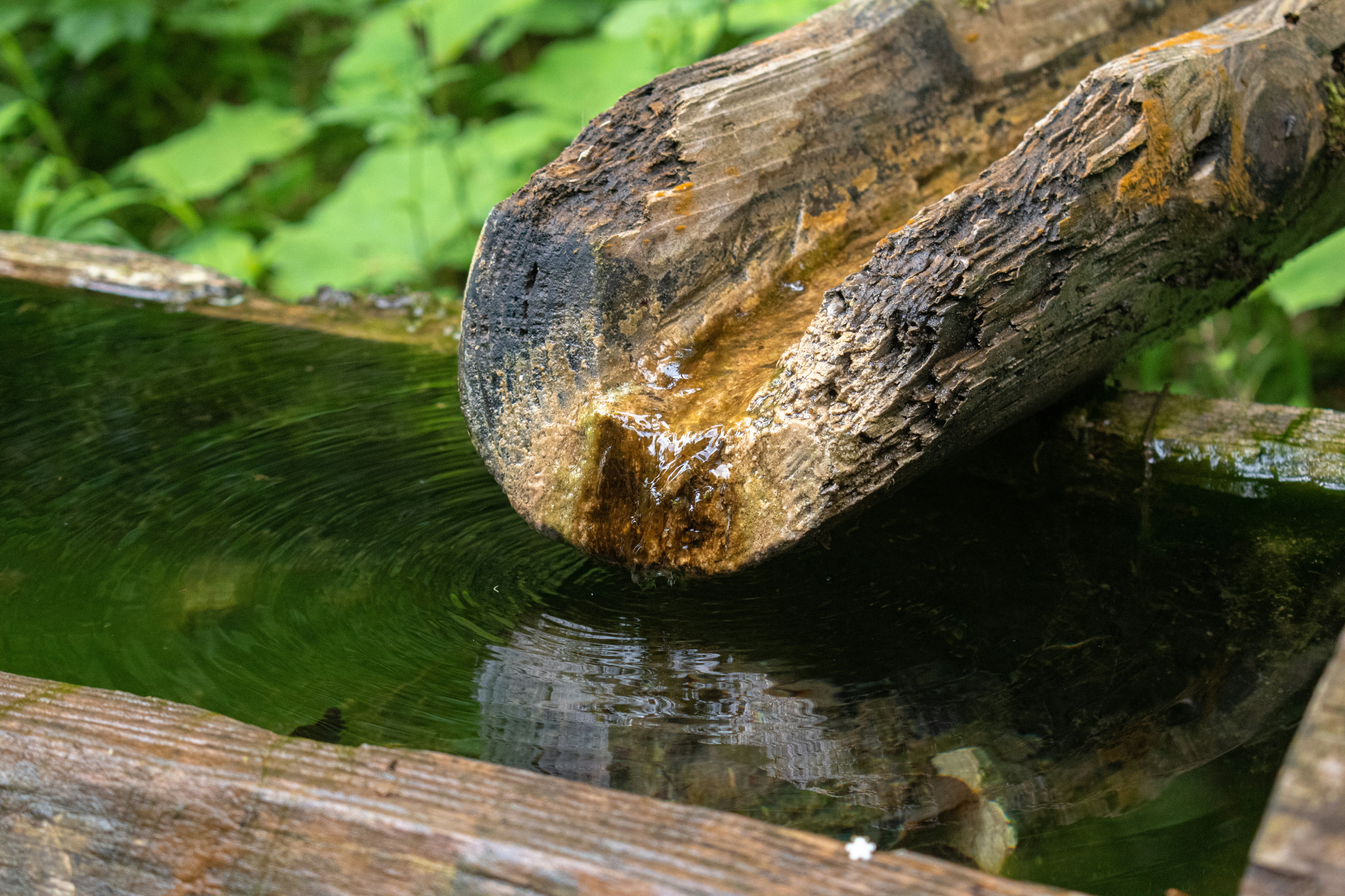 Sap-Stained Log bridging a pool: weathered wood and reflection