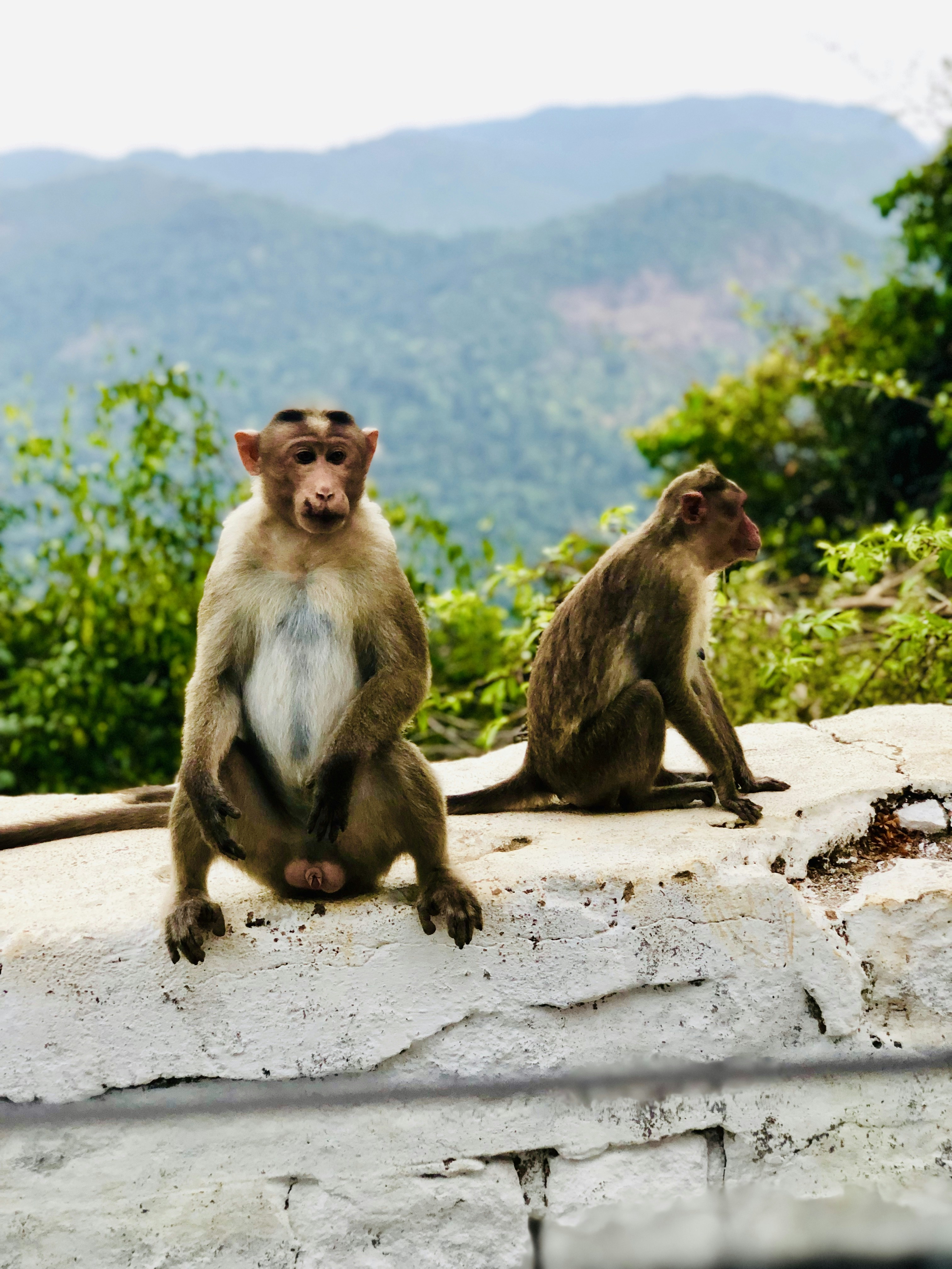 Two Monkeys Perch on a Weathered Wall Over a Verdant Valley