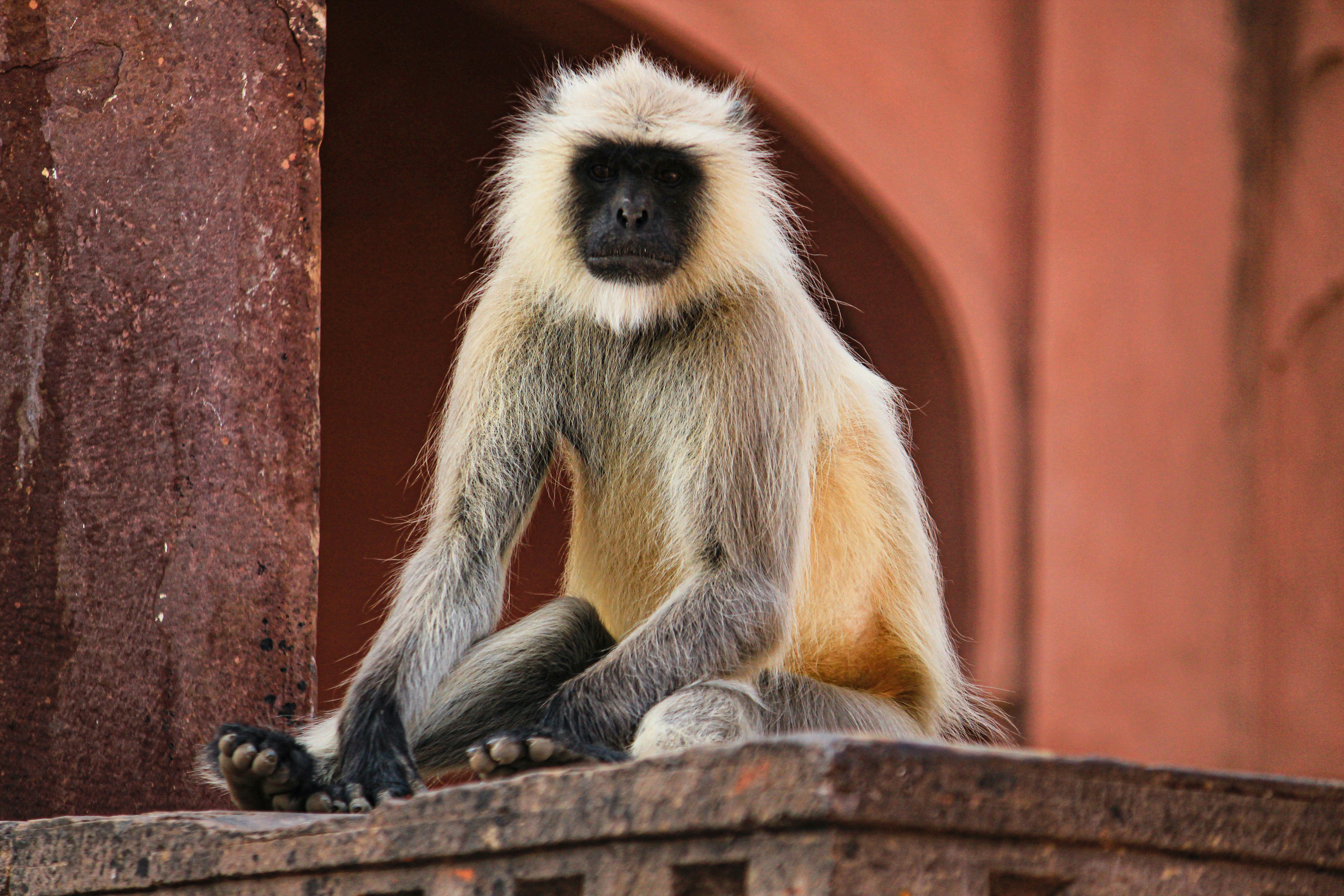 Terracotta Watcher: A Langur's Calm Moment on a Weathered Ledge