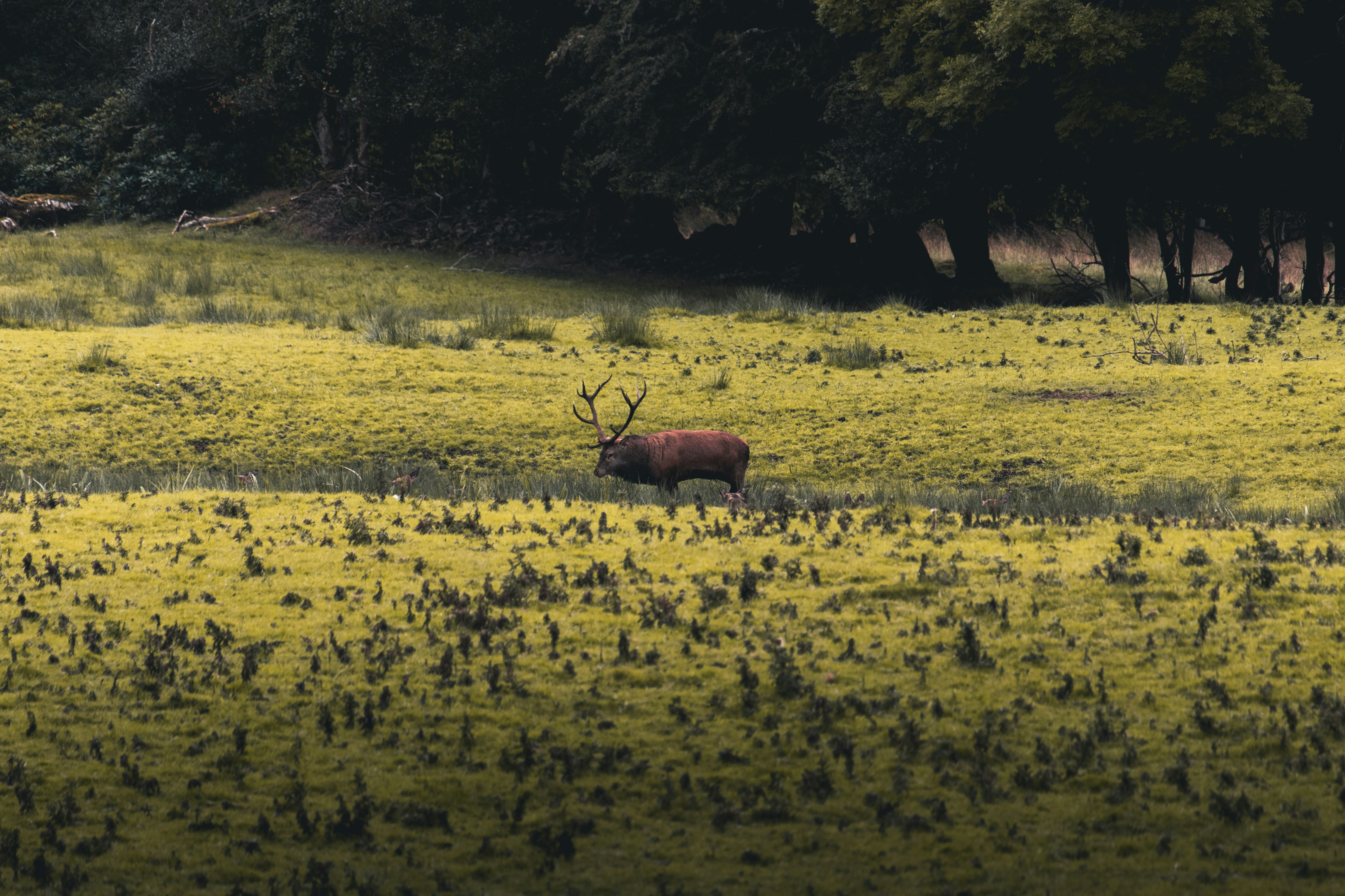 brown moose