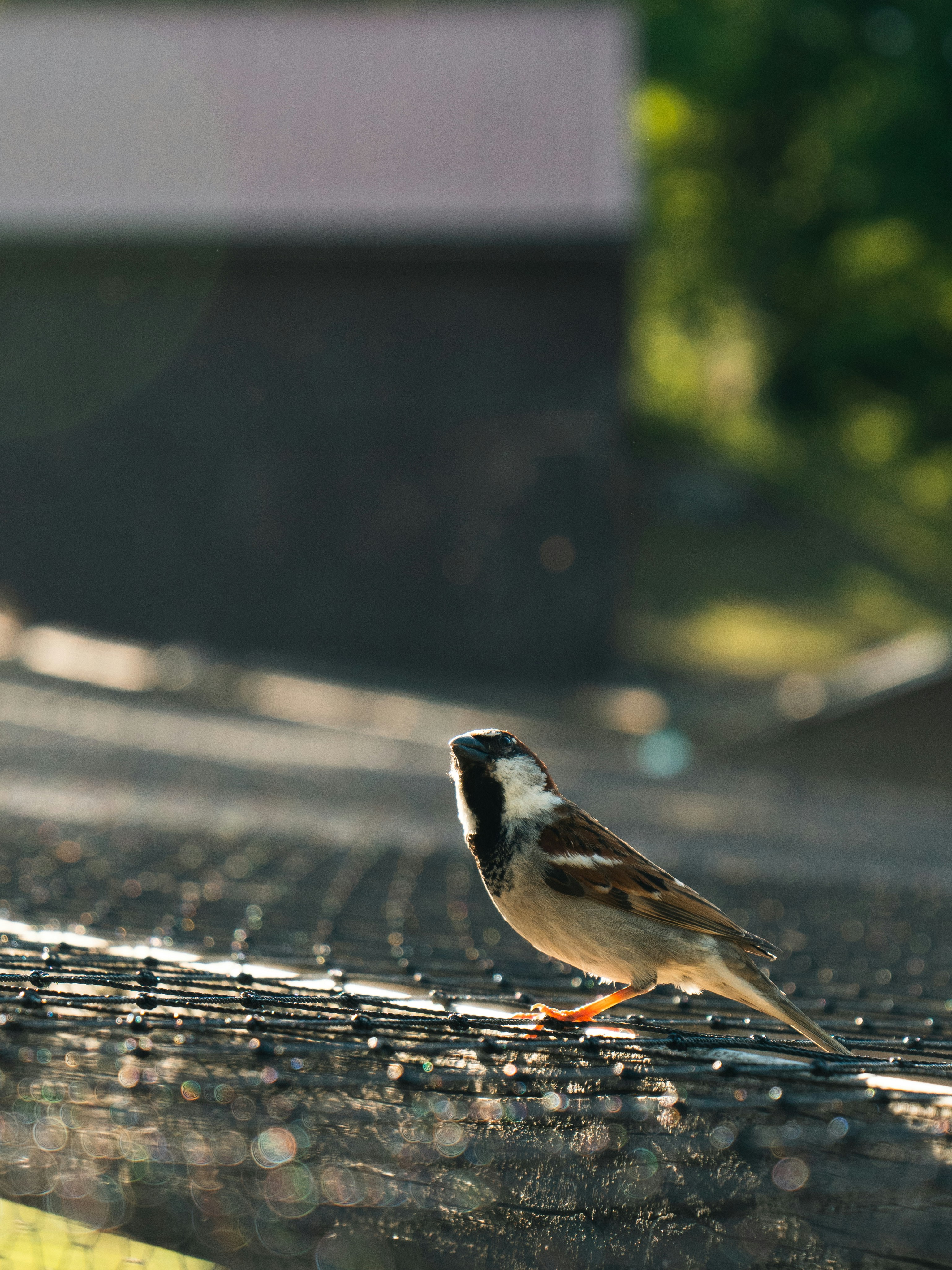 Sparrow perched on a textured rooftop bathed in warm light, with shallow depth of field producing soft background bokeh. The scene centers the bird against a blurred urban backdrop.