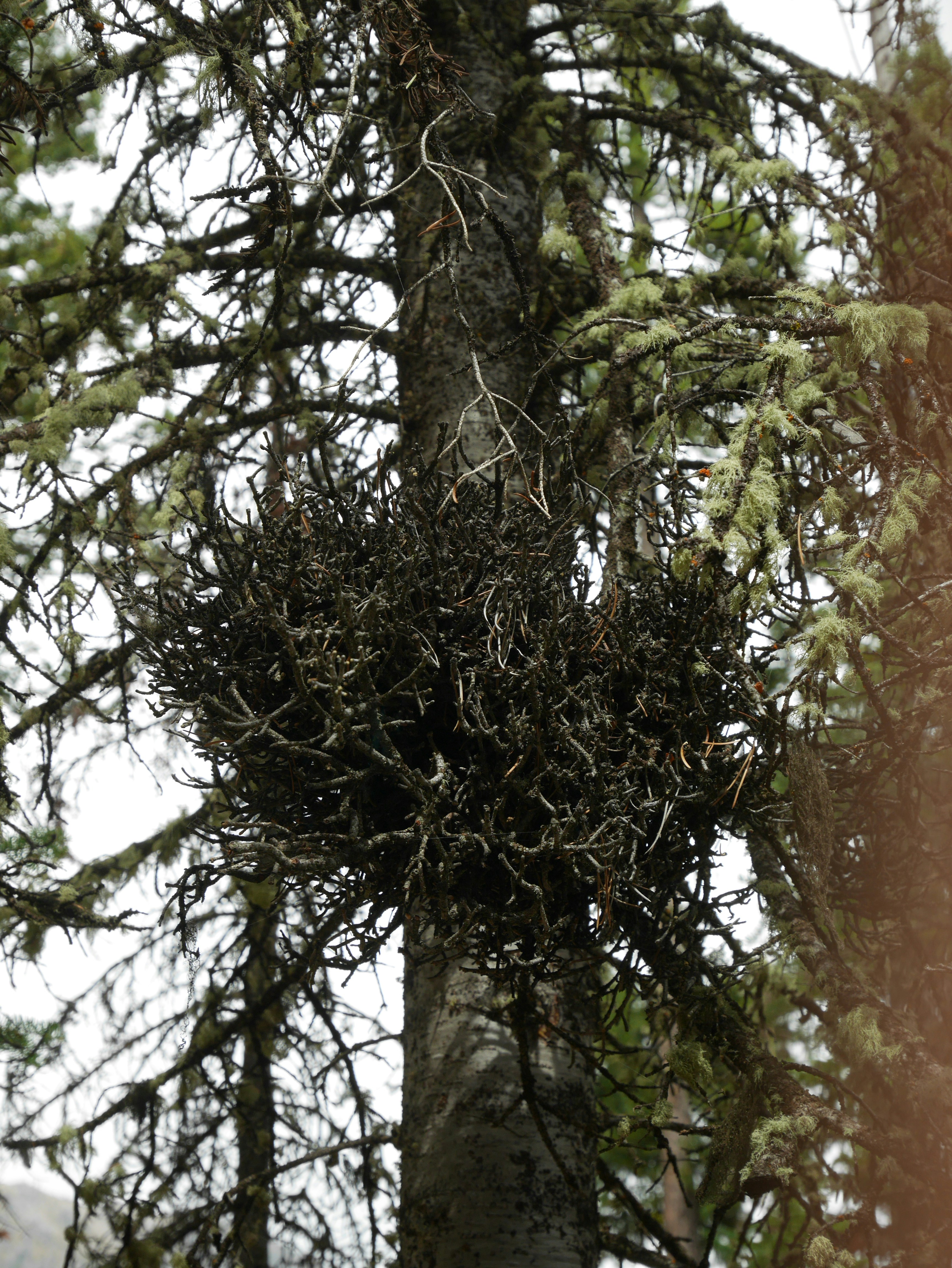 A dense, dark nest clings to a tree branch, surrounded by textured bark and green foliage. The composition highlights the contrast between the nest and the natural environment.
