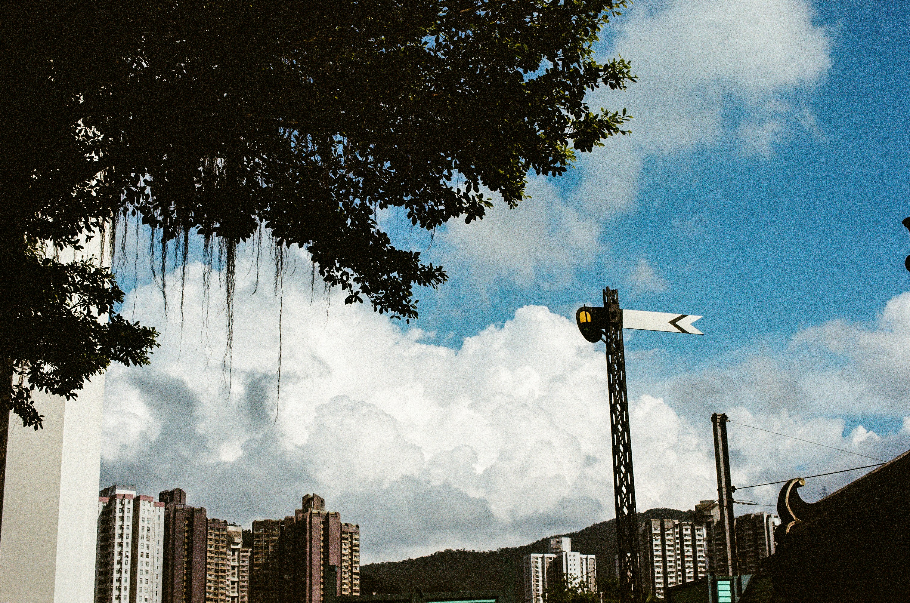Photograph capturing a directional sign set against a city skyline, framed by hanging moss from a tree. The scene emphasizes urban geometry beneath a bright, cloud-filled sky.