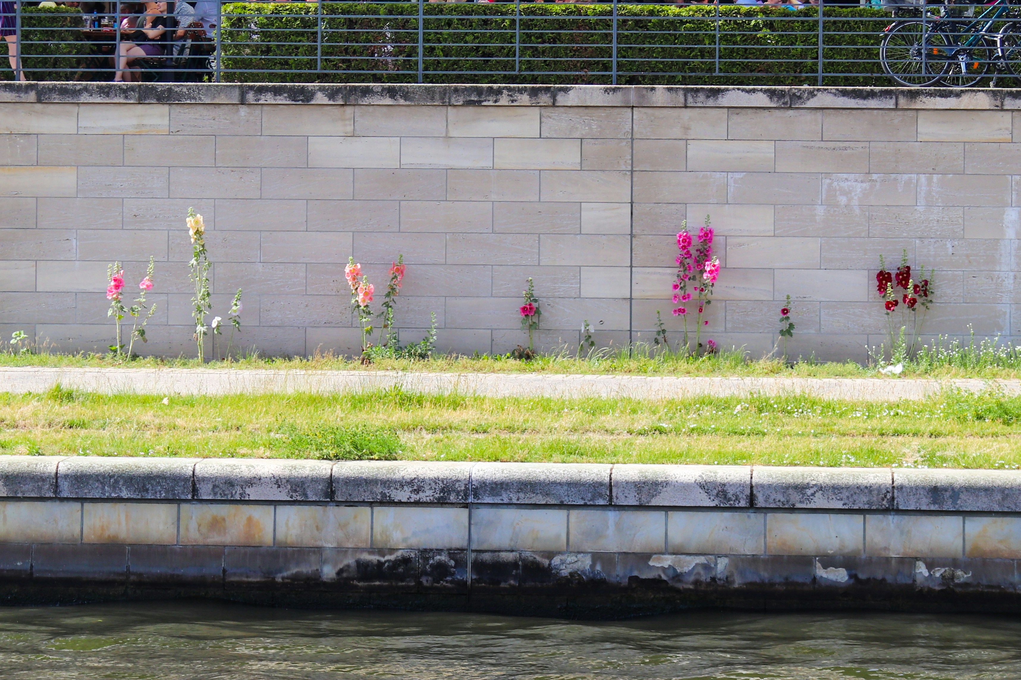a bike parked next to a wall with flowers growing on it