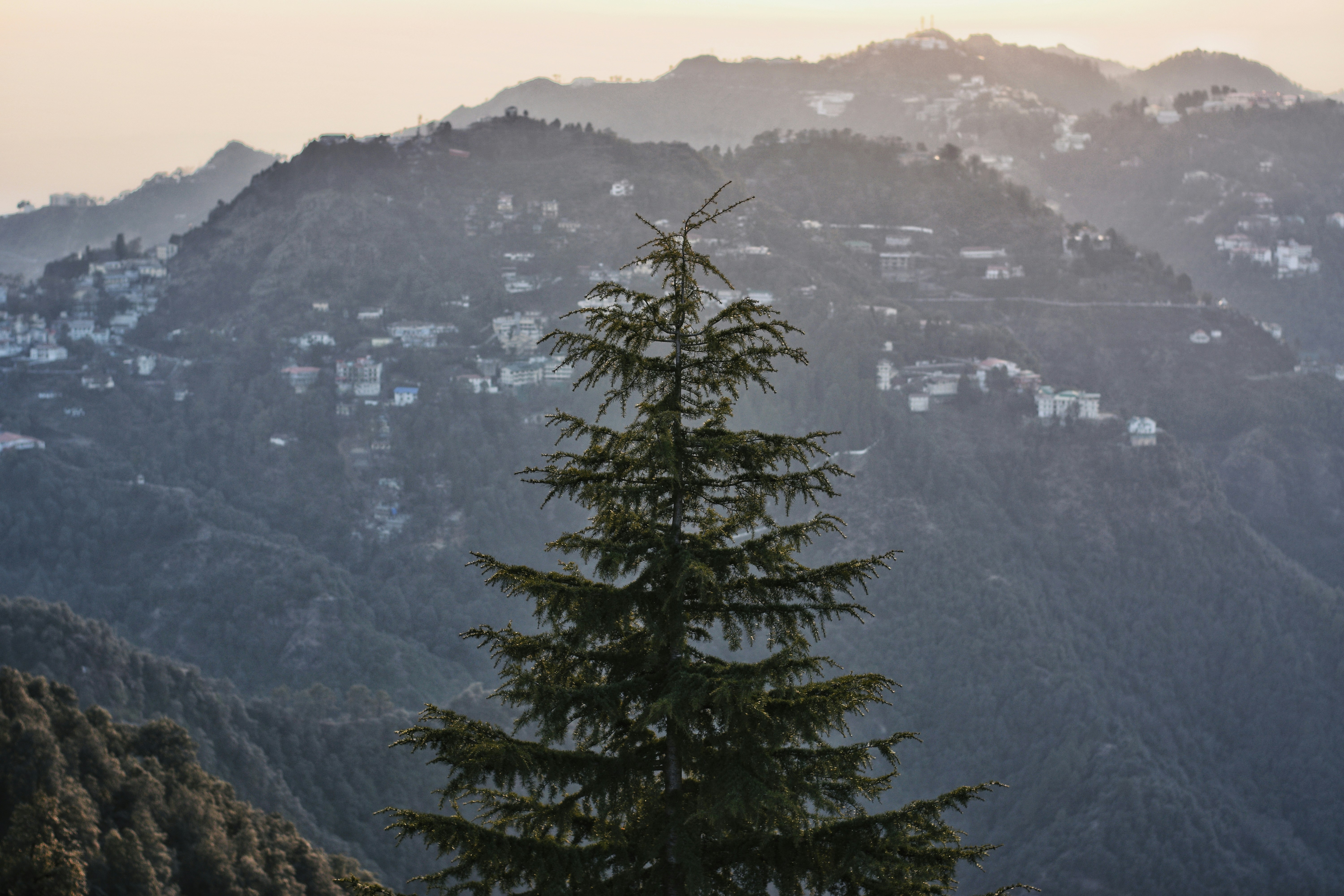 Solitary Pine Amidst Mountain Shadows