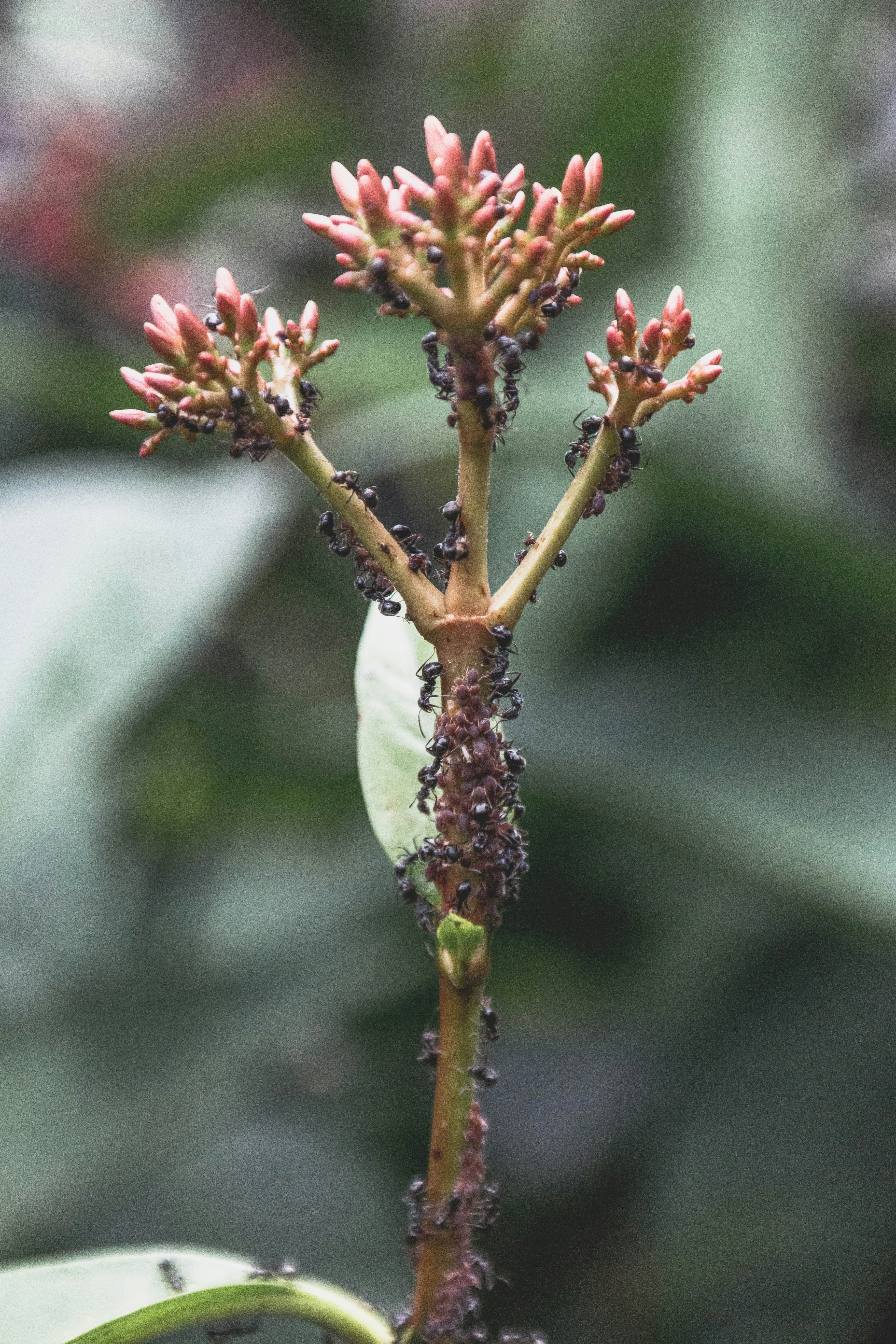A cluster of pink flower buds surrounded by ants, showcasing the intricate relationship between flora and fauna. The scene emphasizes the dynamic interactions in nature.
