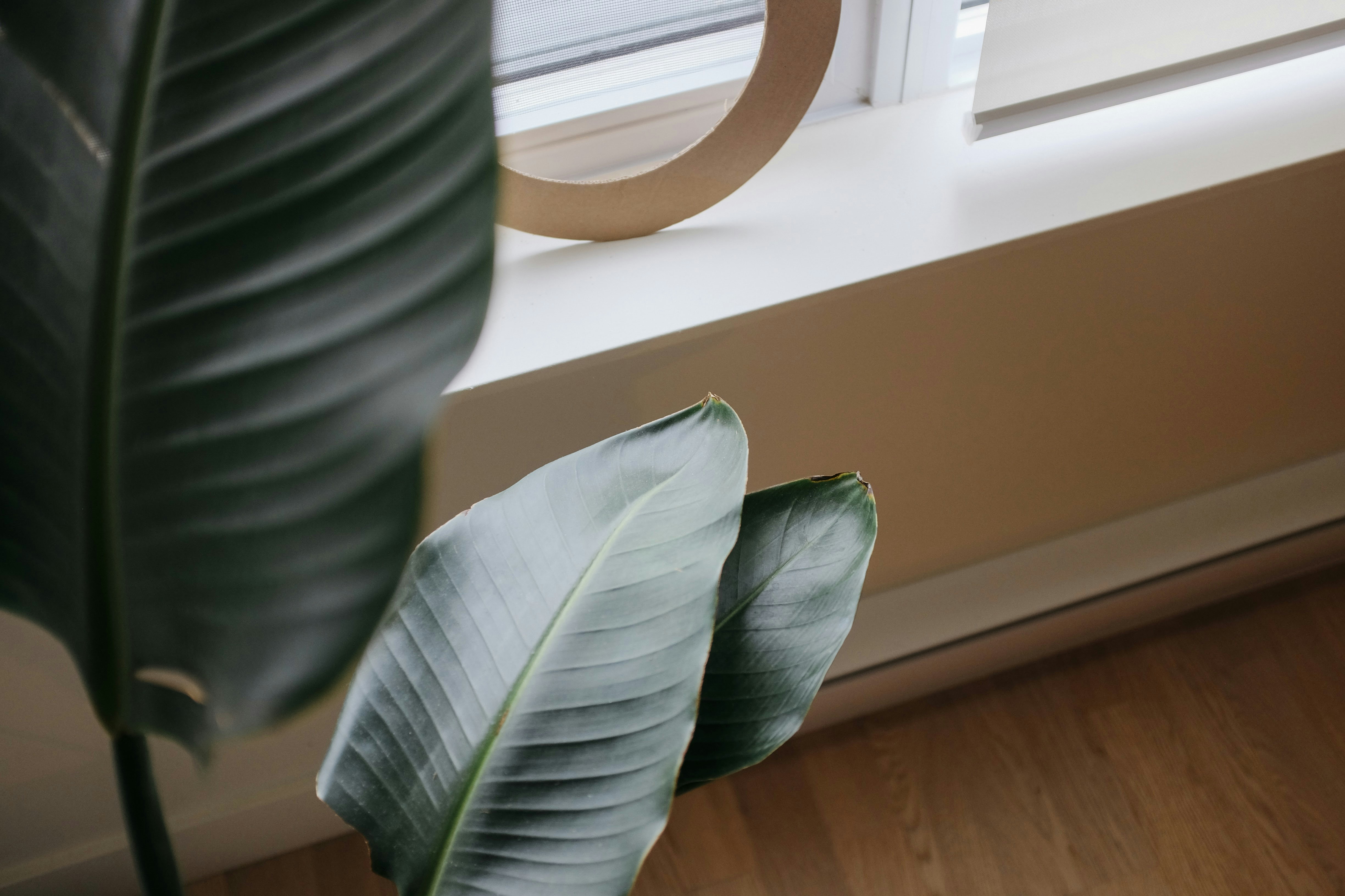 Verdant Veins by Quiet Window Light