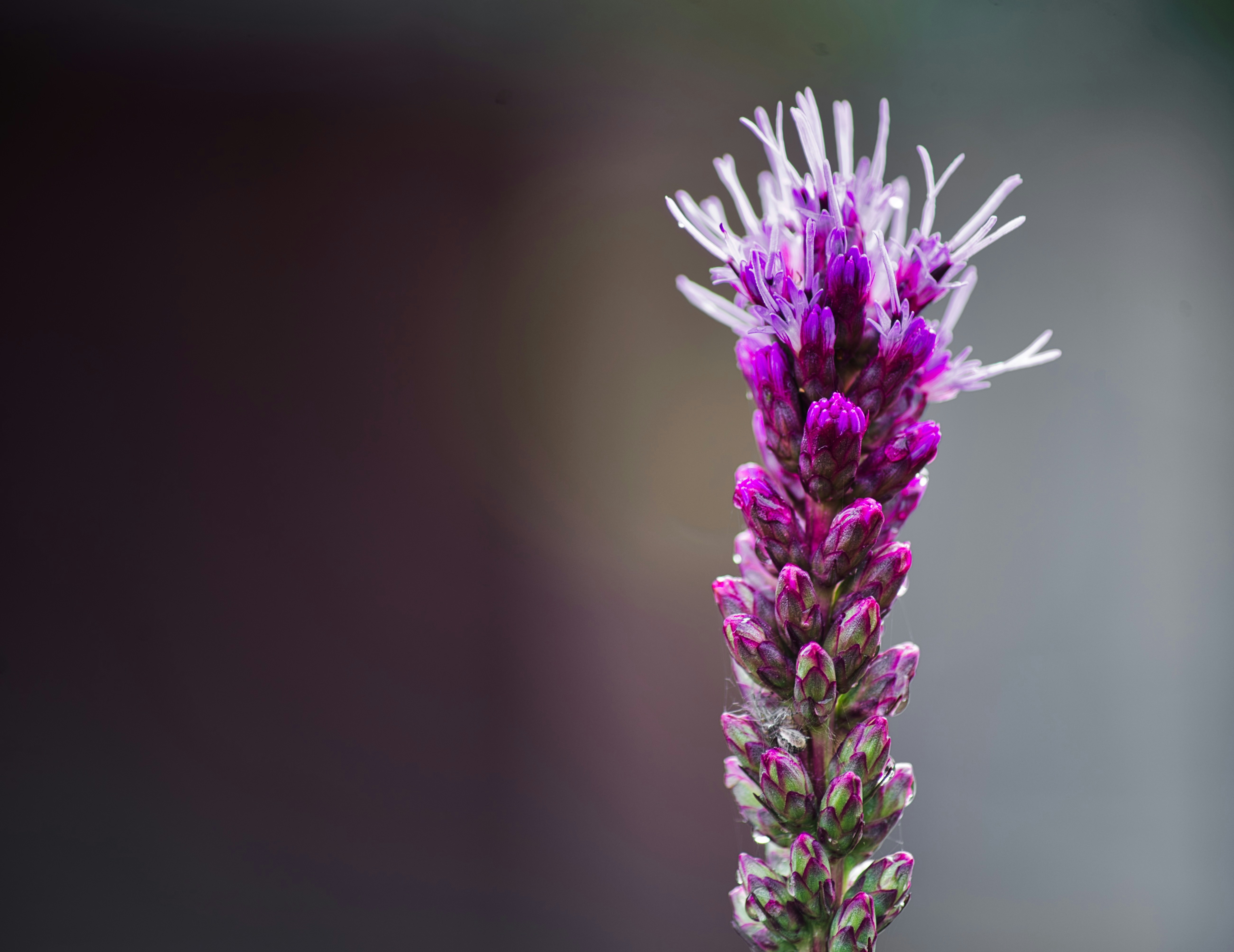 Purple Spike in Focus: A Close-Up of a Floral Torch
