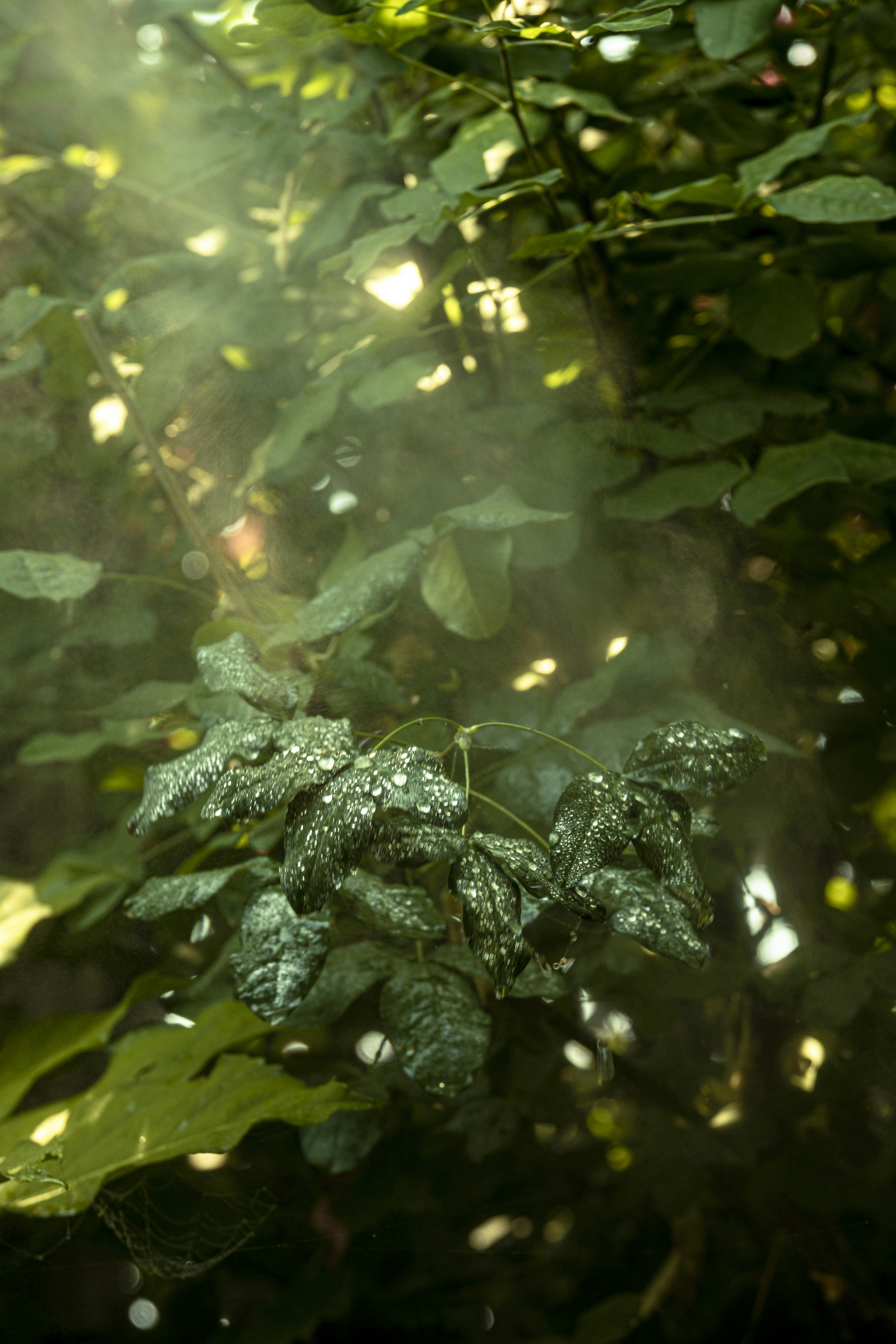Morning Dew on Emerald Leaves Beneath Backlit Mist
