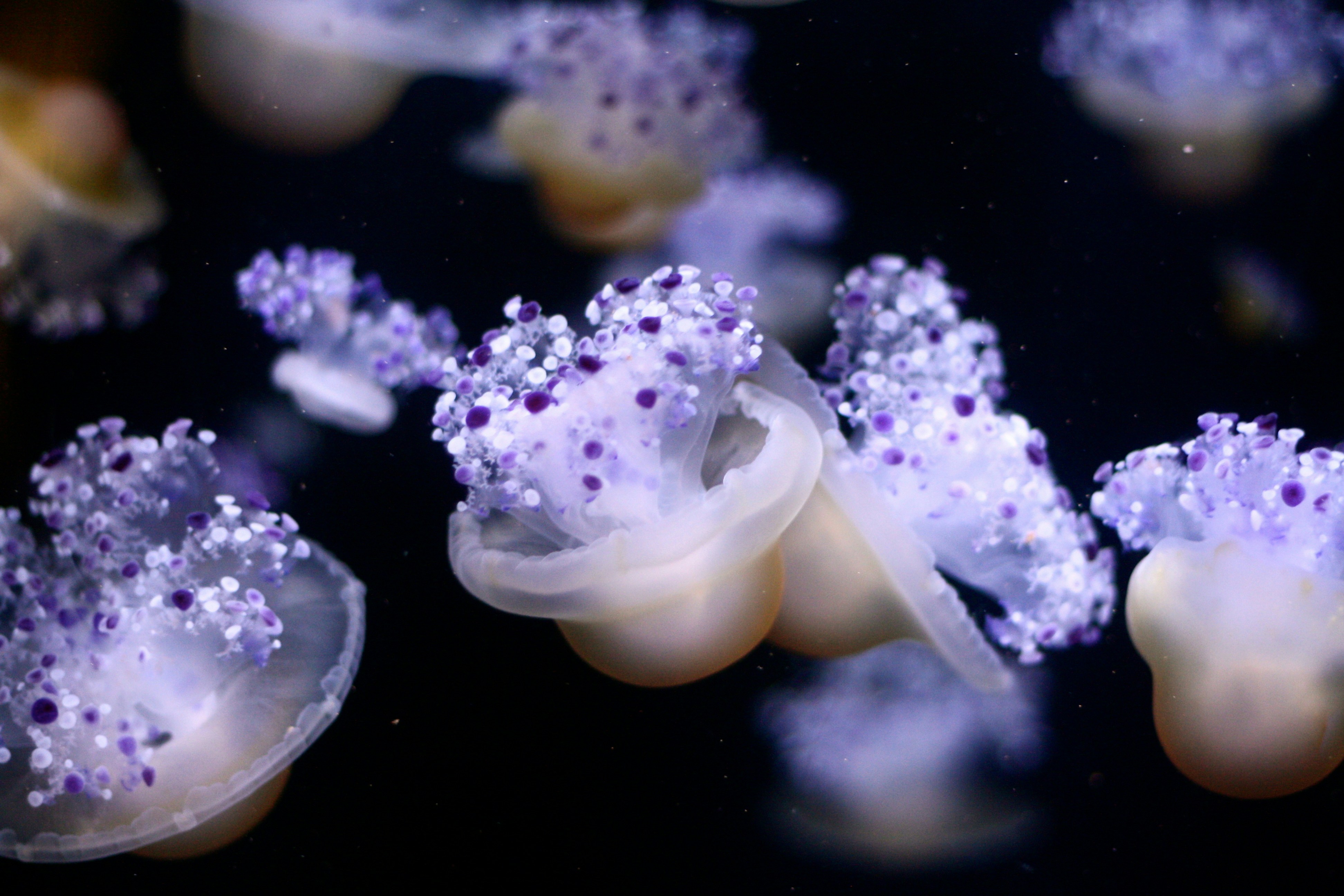 Translucent jellyfish gracefully floating in dark waters, adorned with delicate purple and white patterns.