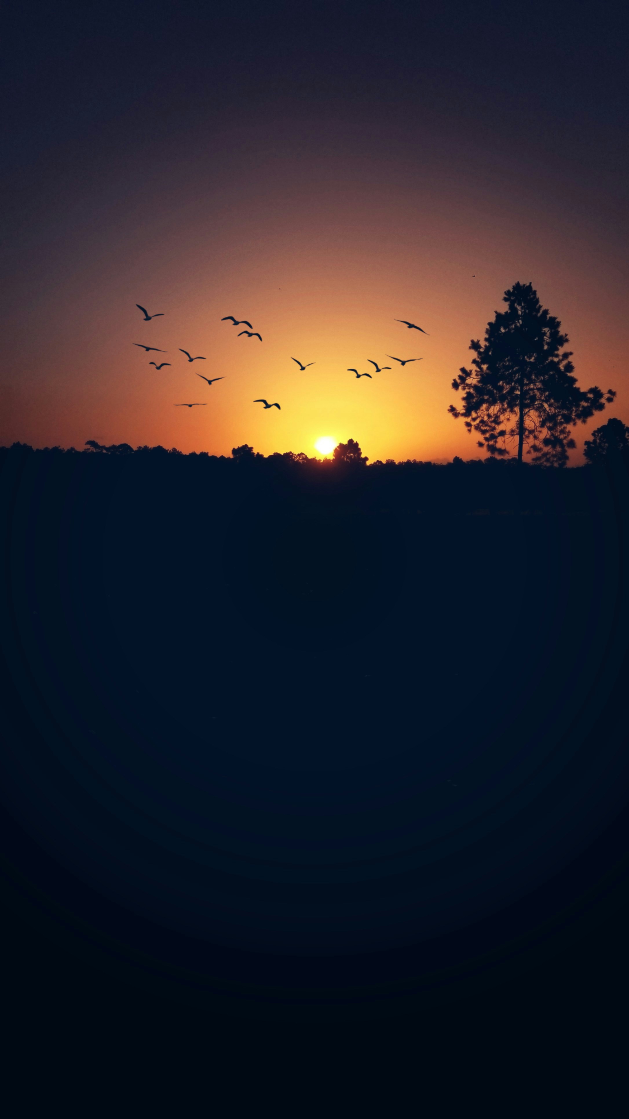 Birds Flying From Tree Silhouette