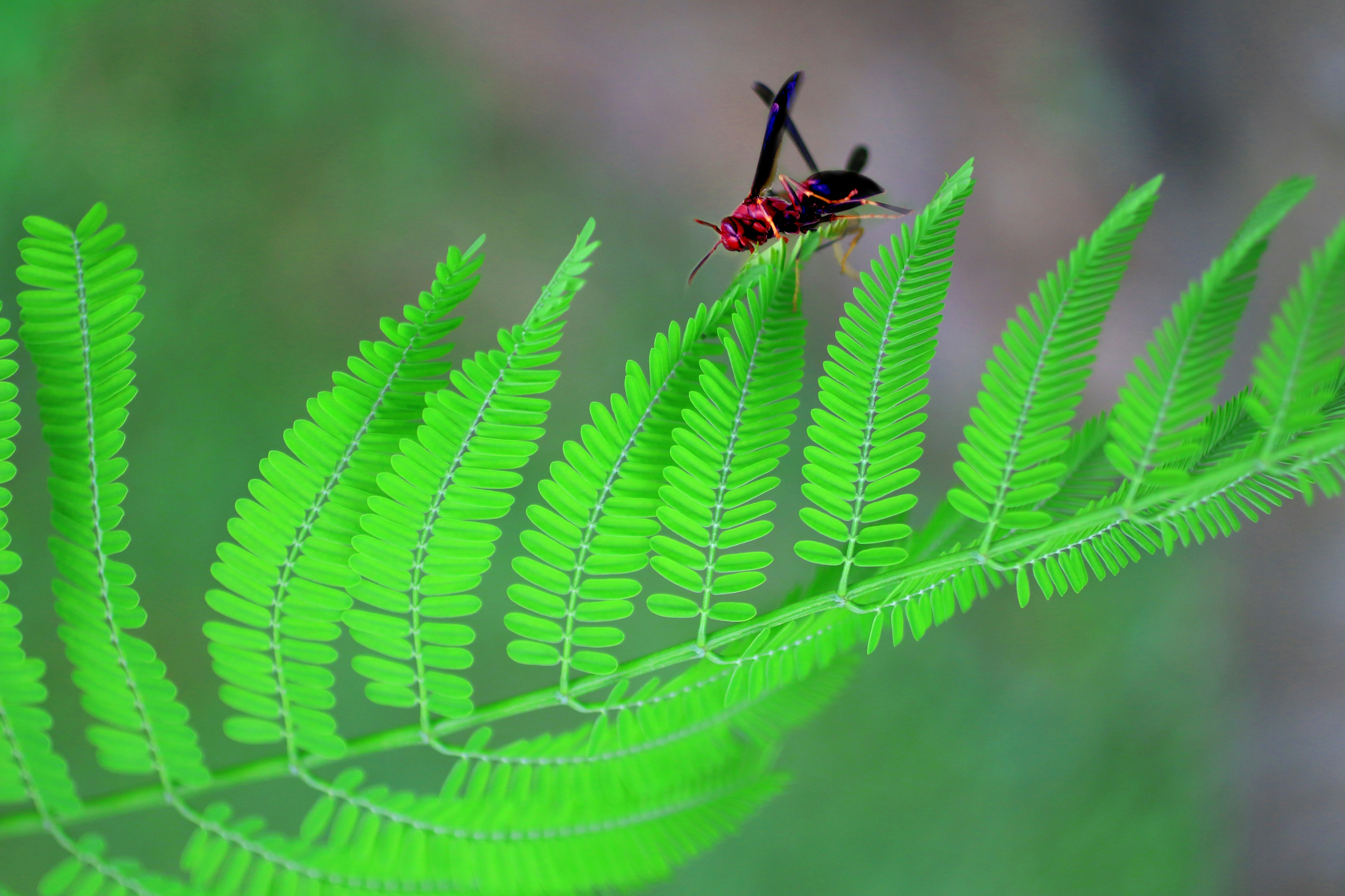 A little guy just posed uninvited onto my green leaf closeup. The nerve!
