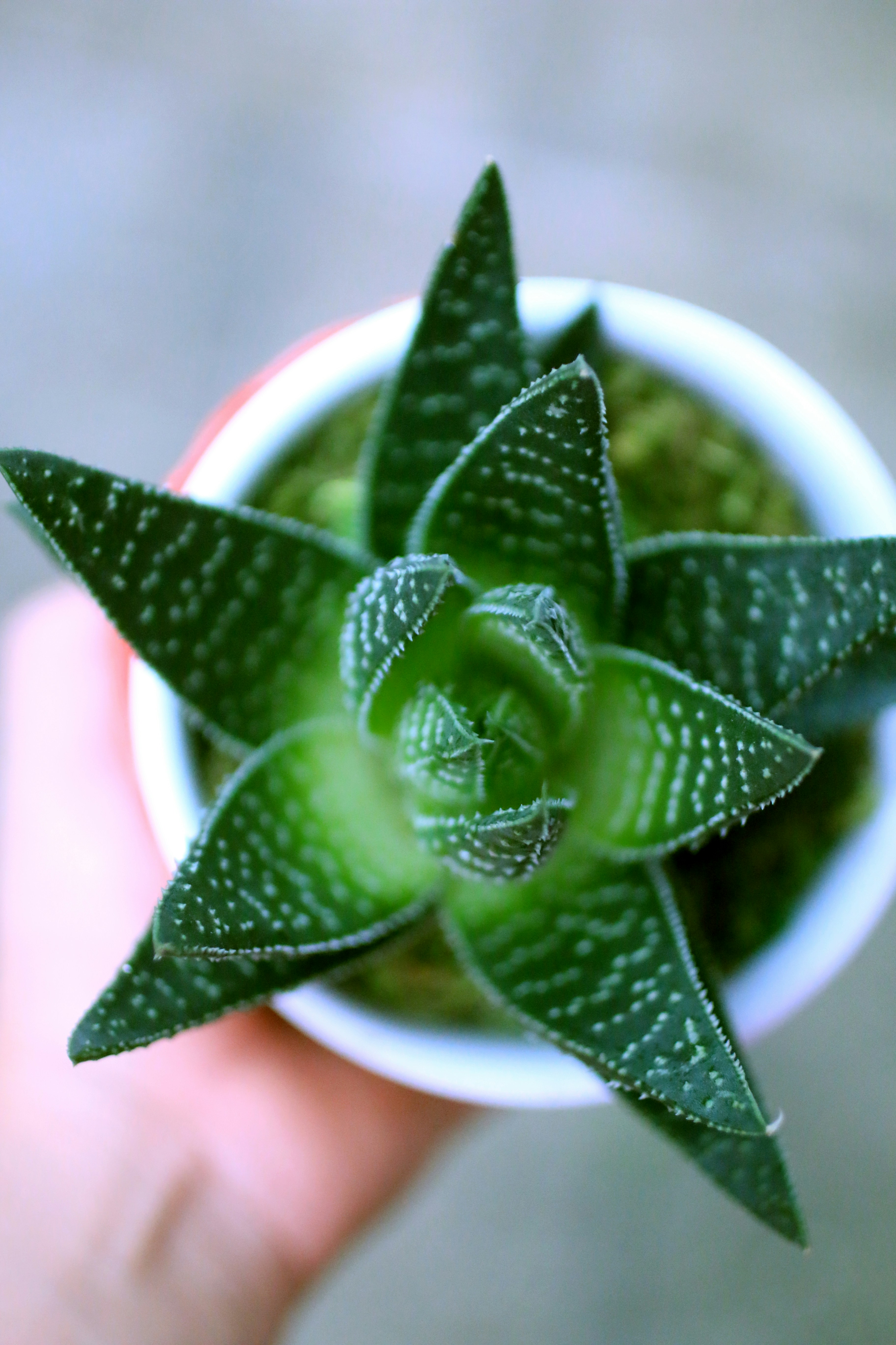 Spiral of Green: A Top-Down Portrait of a Succulent Rosette