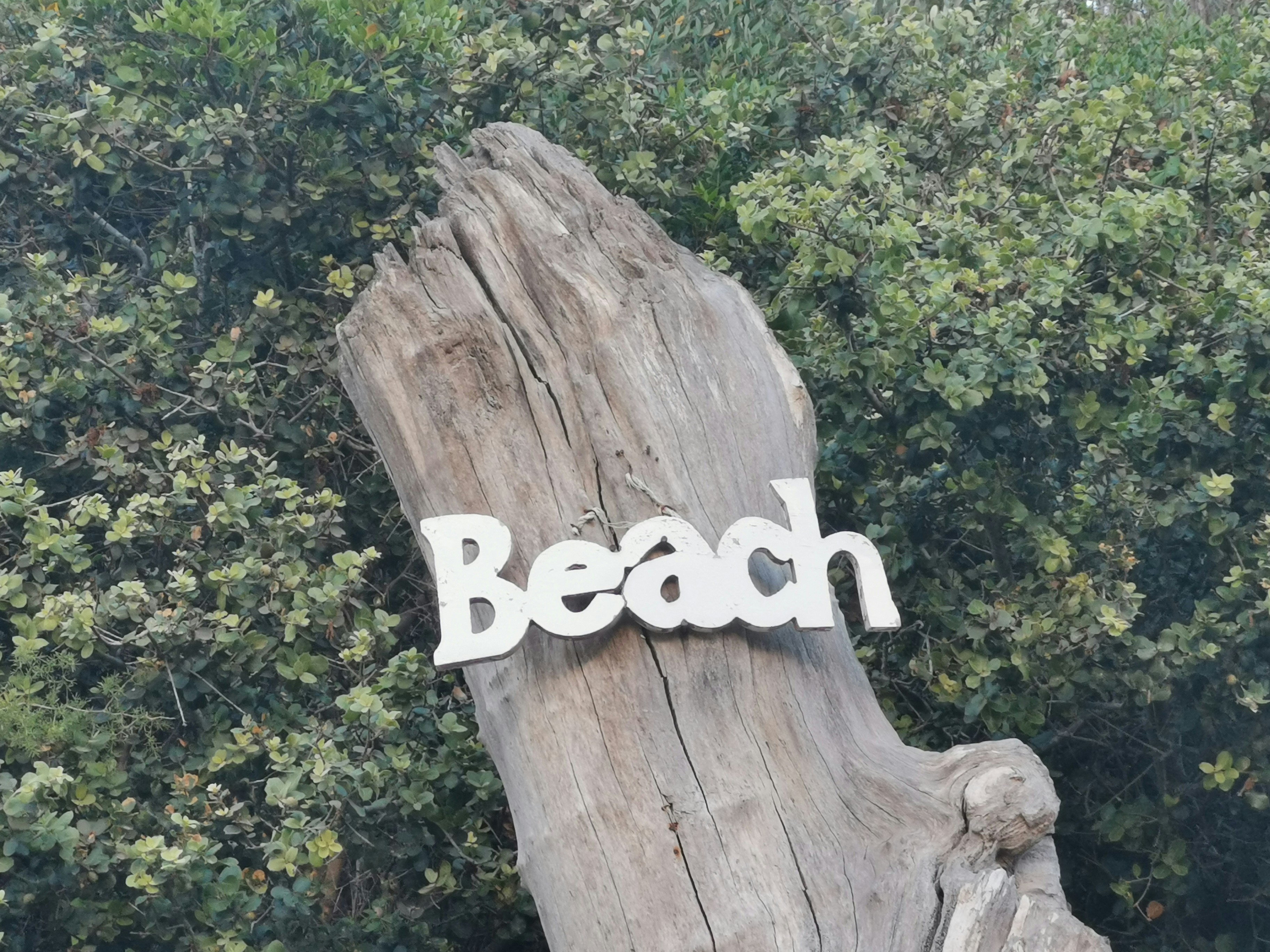 Driftwood with the word 'Beach' carved into it, surrounded by lush greenery.