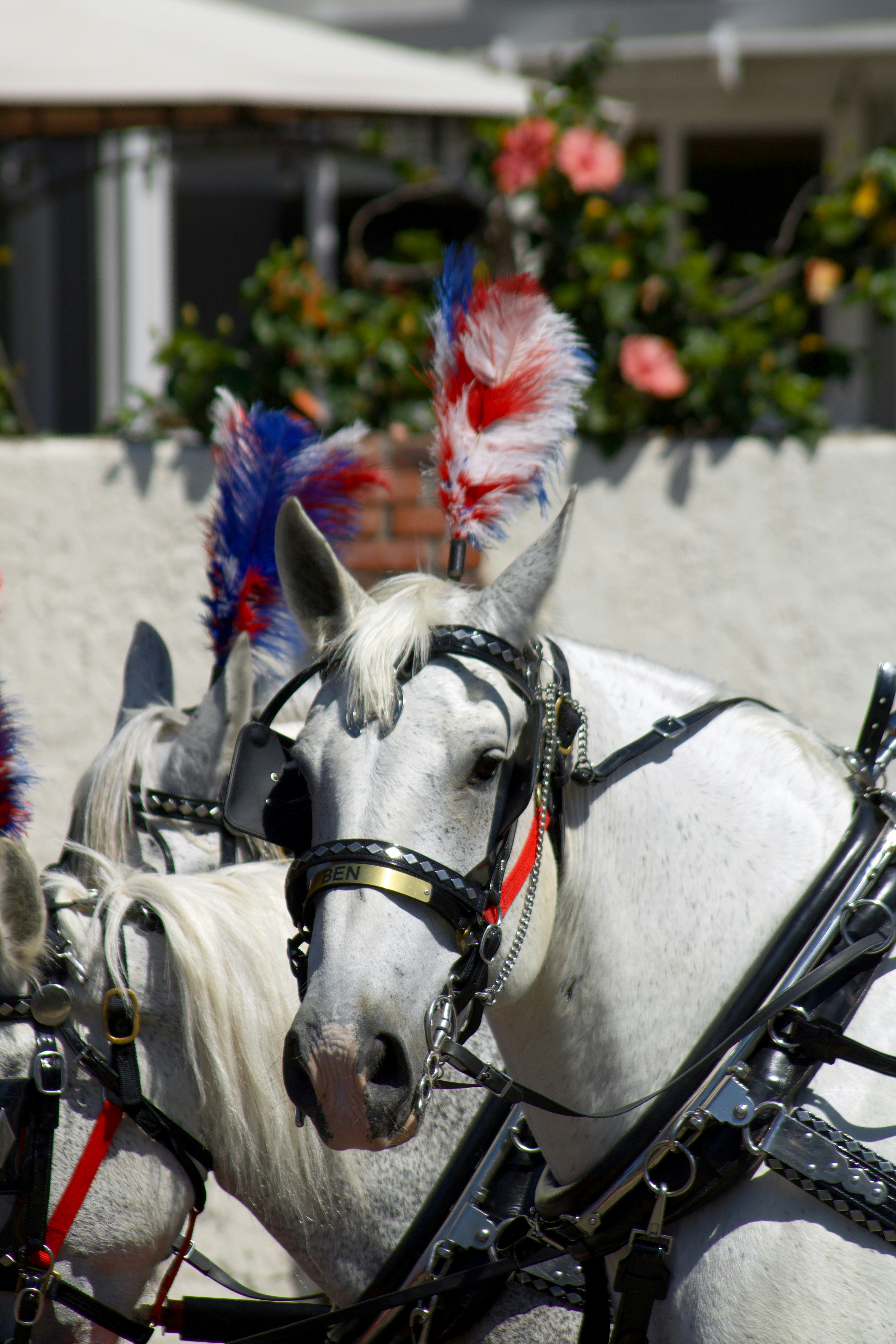 Equine Parade: White Horses with Red-White-Blue Plumes Under a Floral Display
