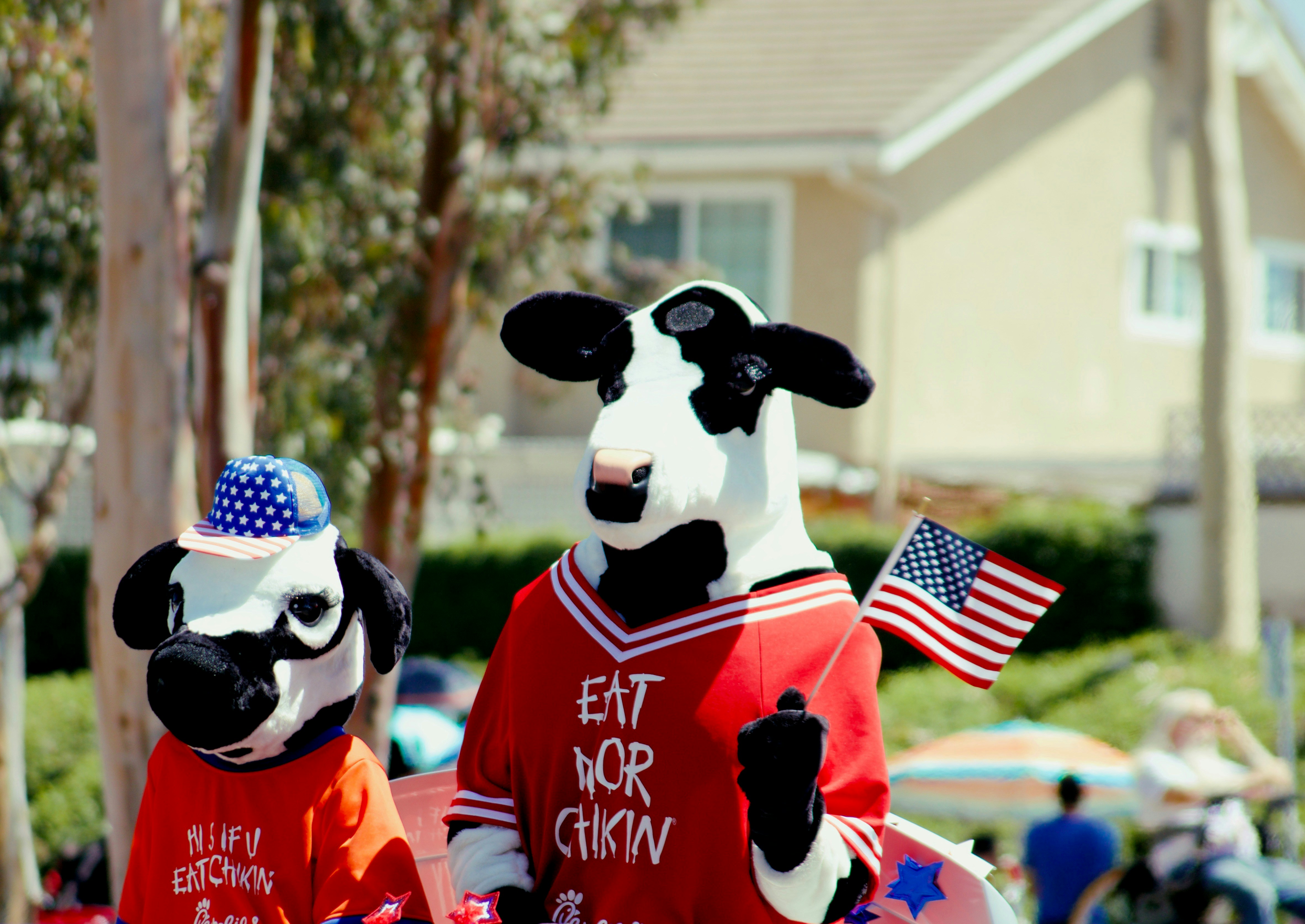 Two cow mascots in red shirts with American flags participate in an outdoor event.