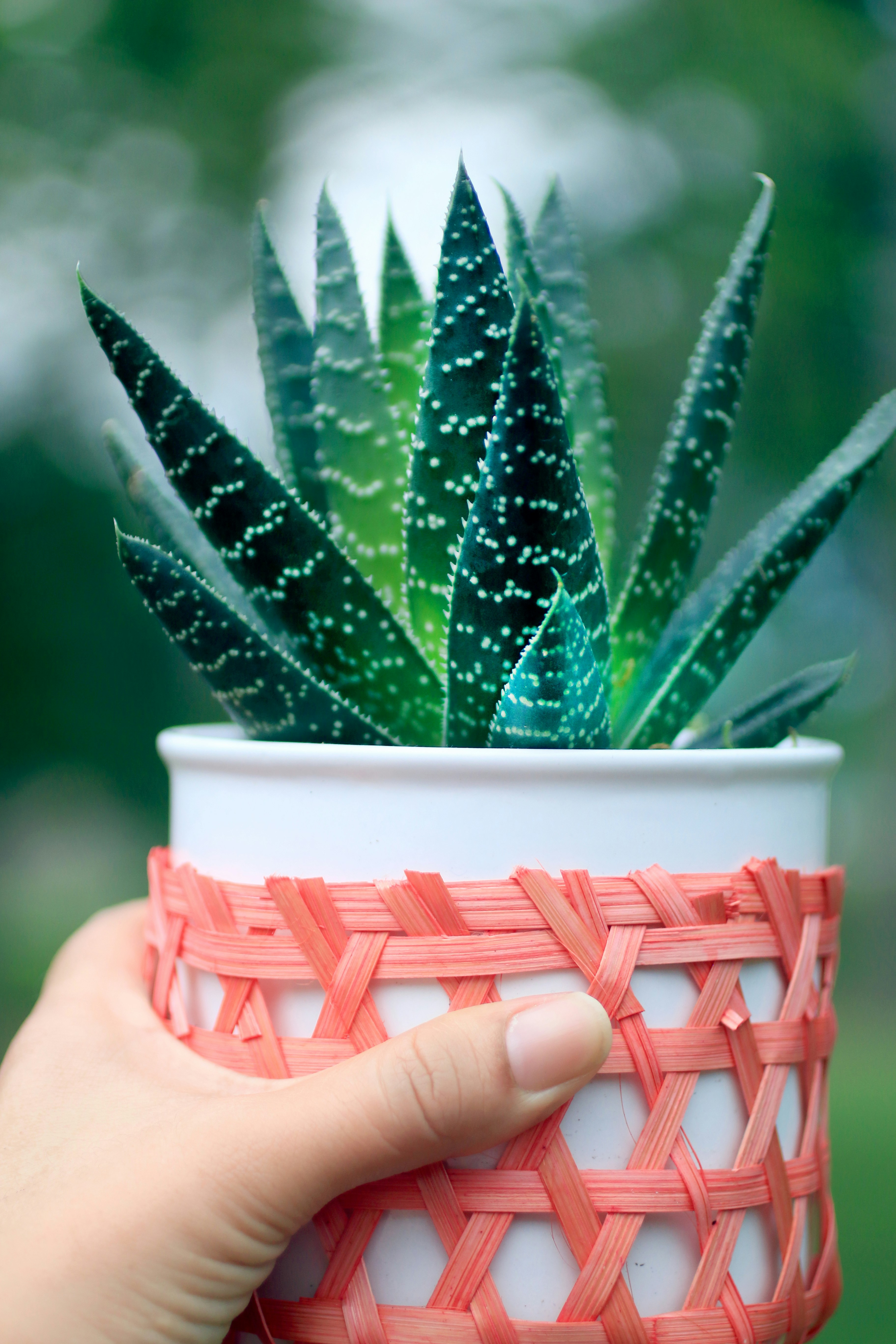 Crowned in Green: Aloe Leaves Framed by a Coral-Woven Pot