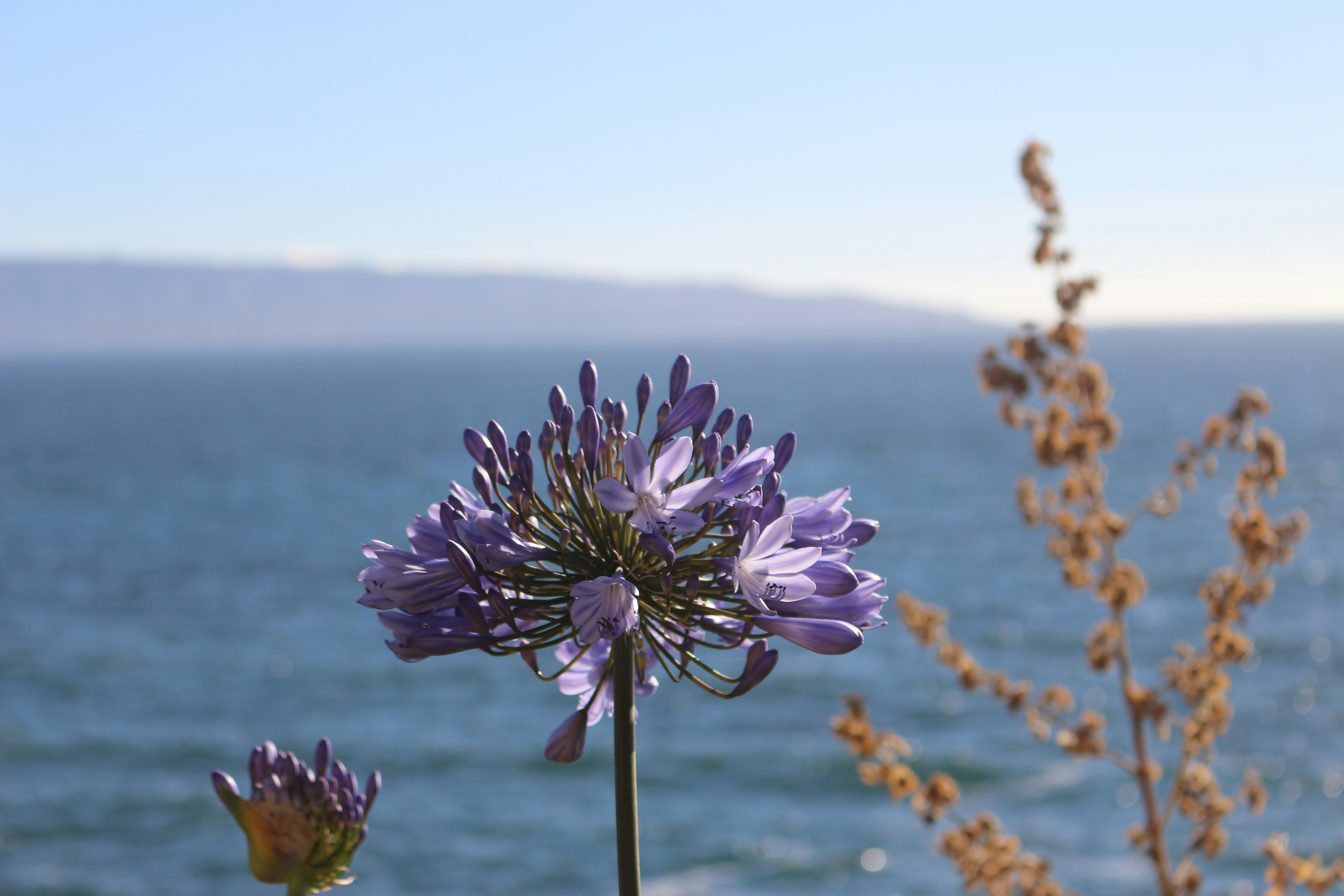 Purple agapanthus flower with coastal ocean backdrop under clear blue sky.