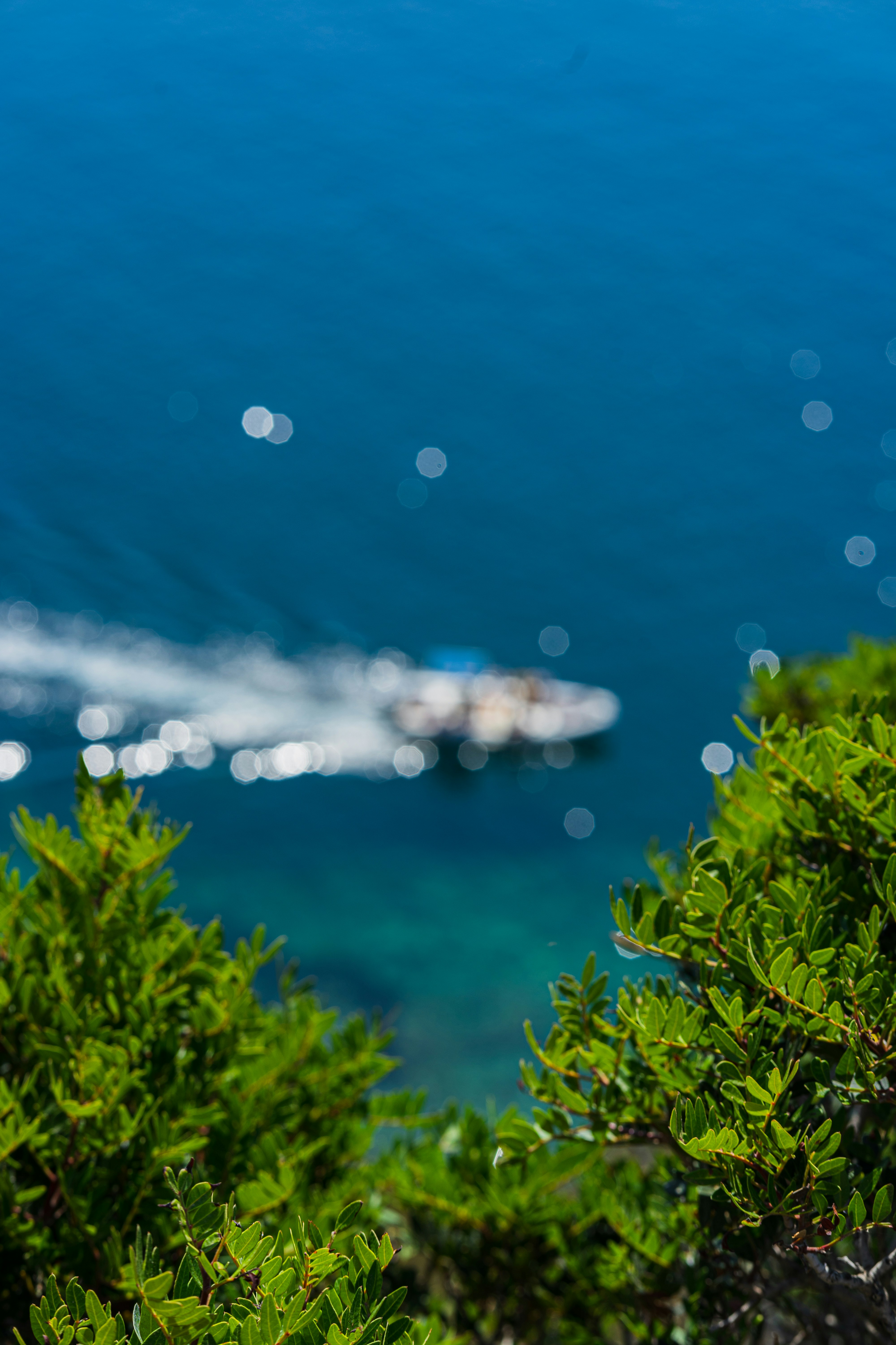 green-leafed plants across boat on body of water