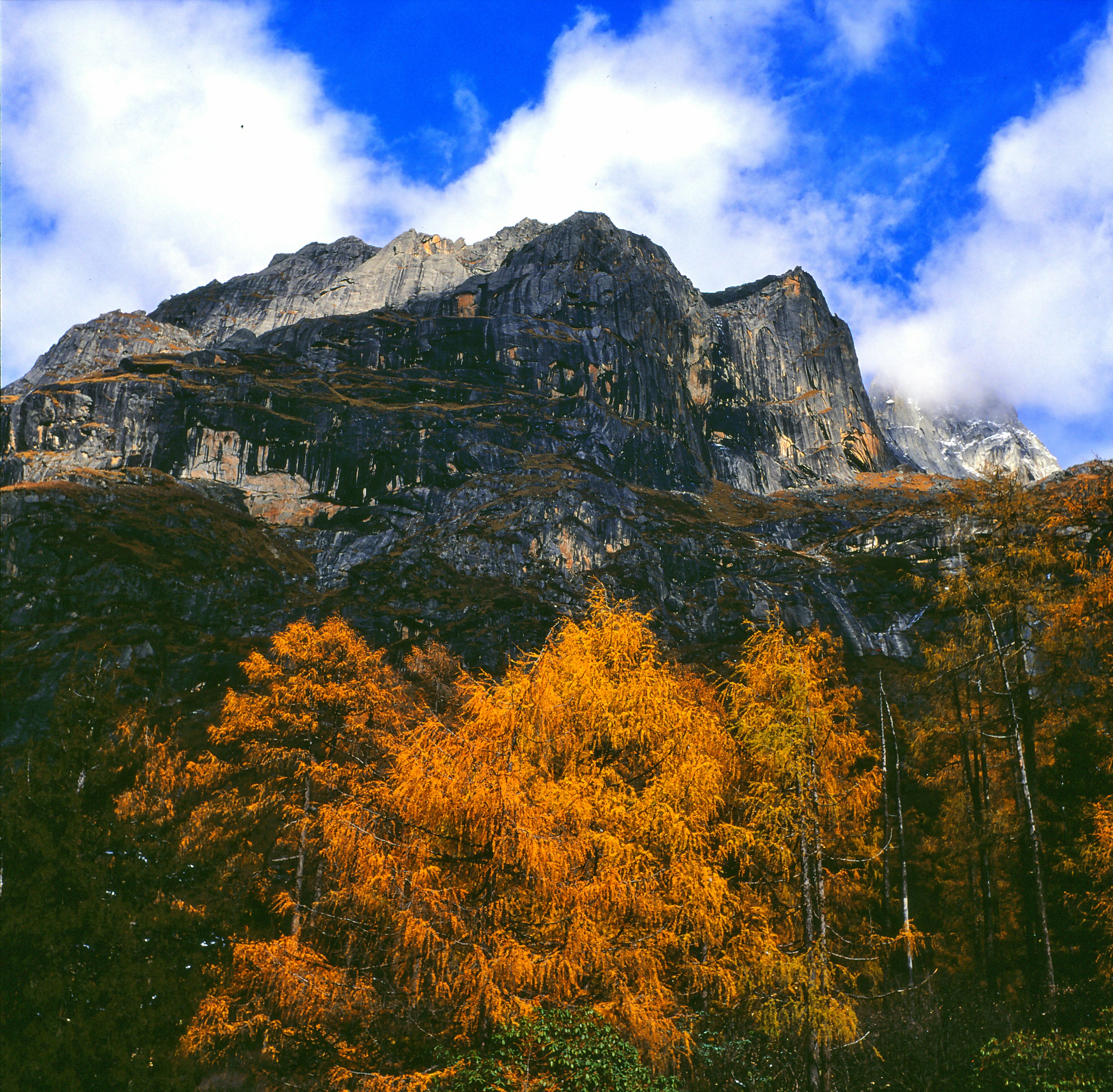 Autumn's Embrace: The Golden Larch and Majestic Peaks