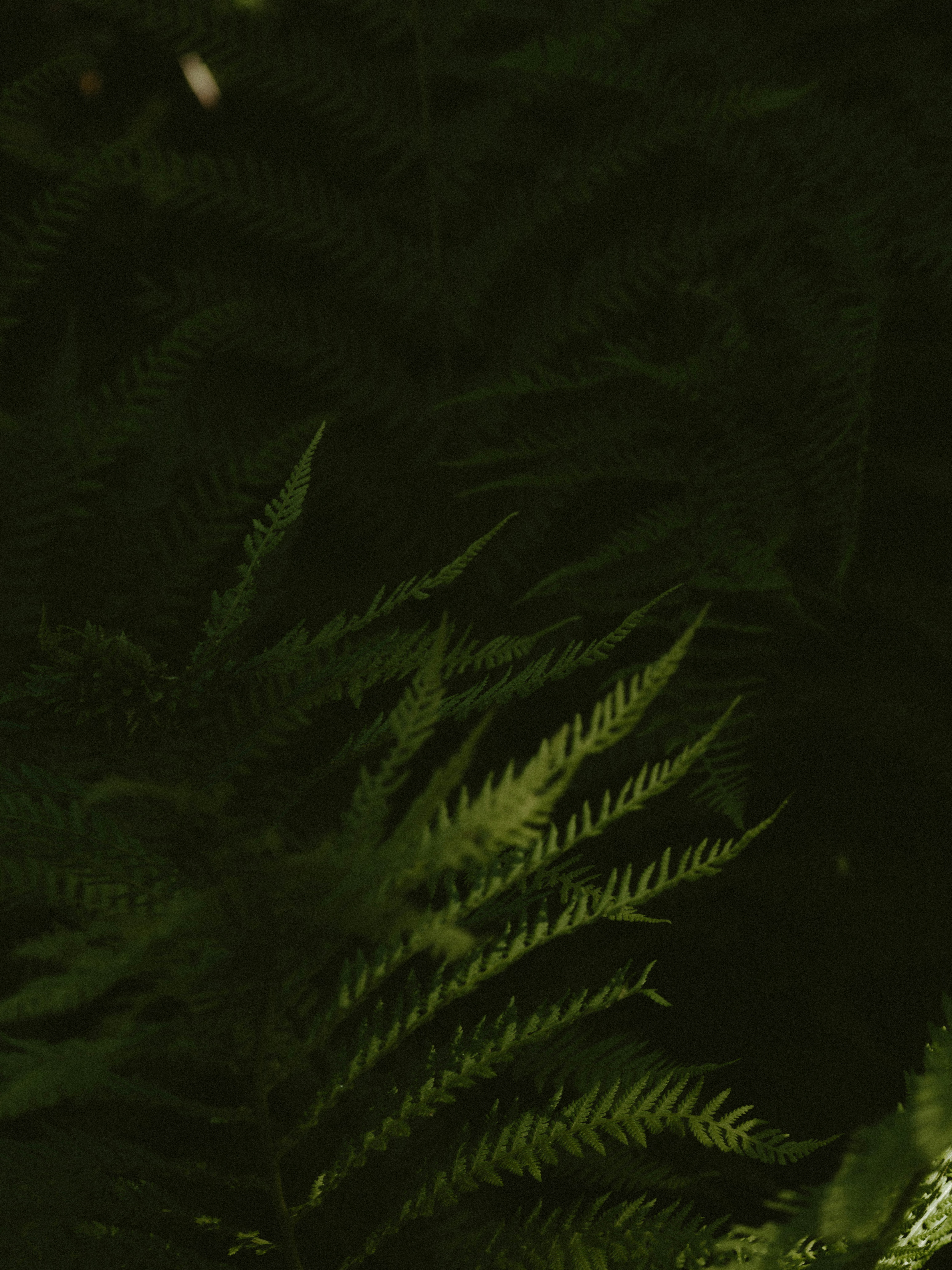 State Fair Clipart Pictures | Download Free Images on Unsplash