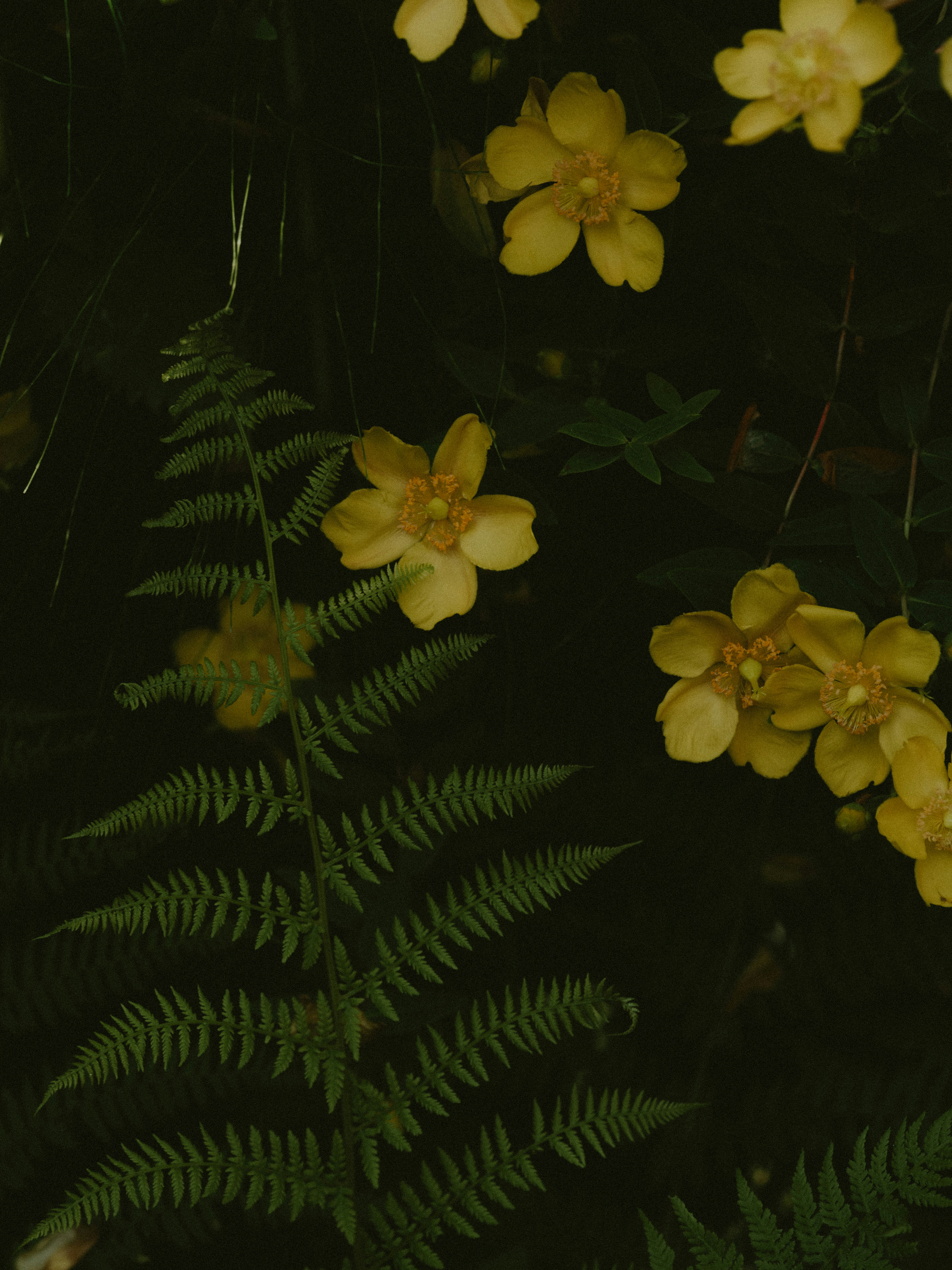 Delicate yellow flowers nestled among lush green ferns in a shaded woodland setting.