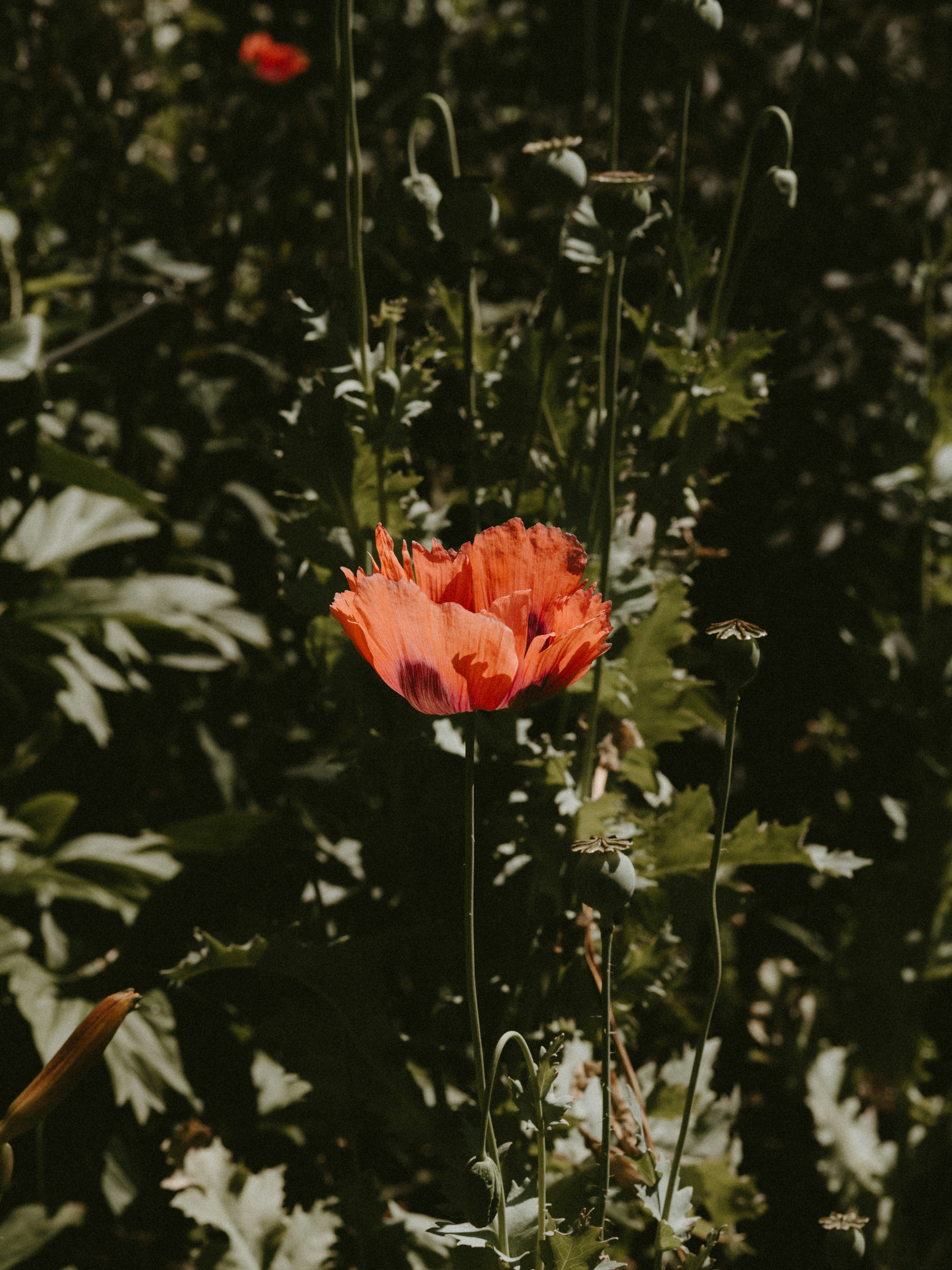 Tumblr Photography Flowers Quotes