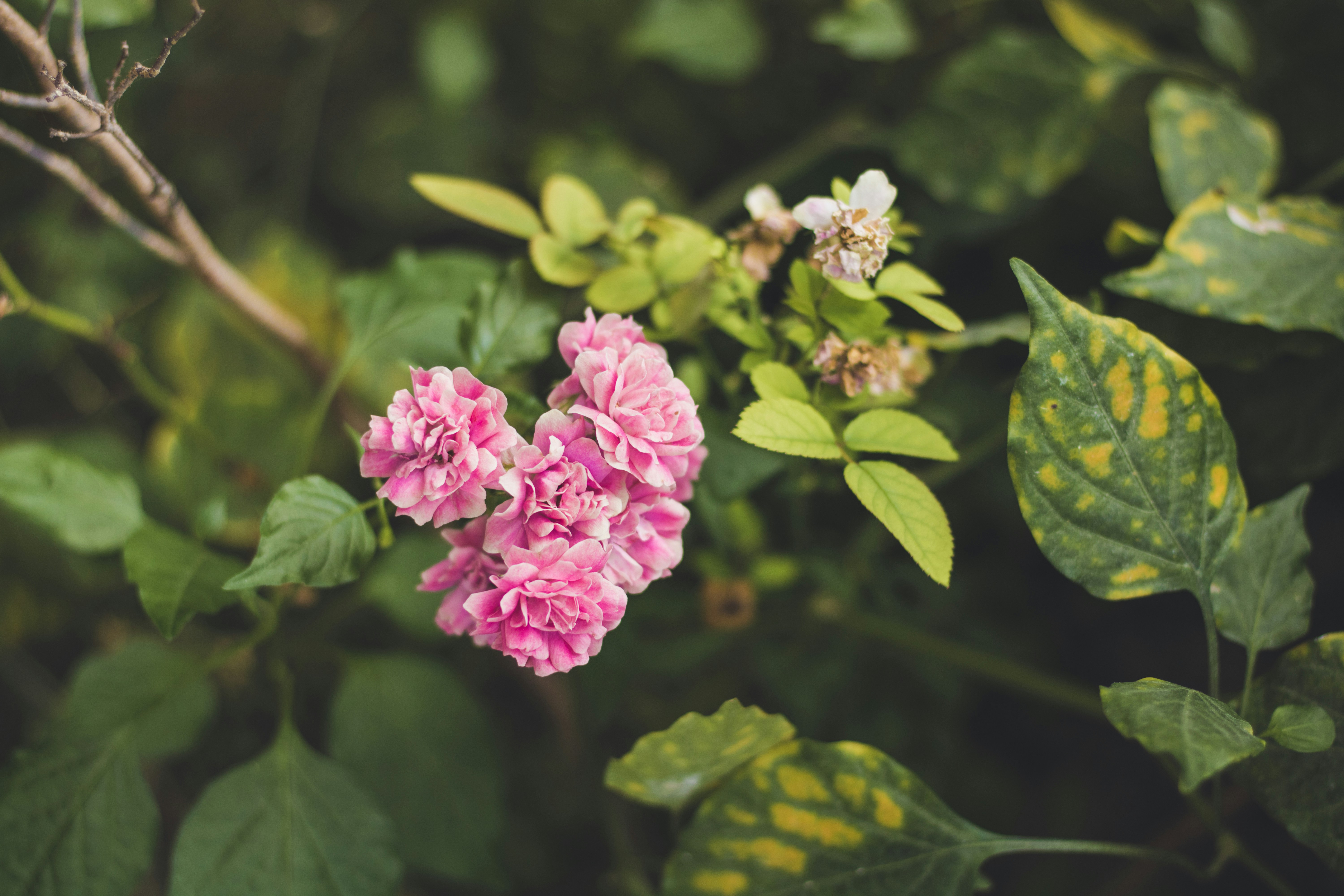 pink petaled flowerMonique Carrati