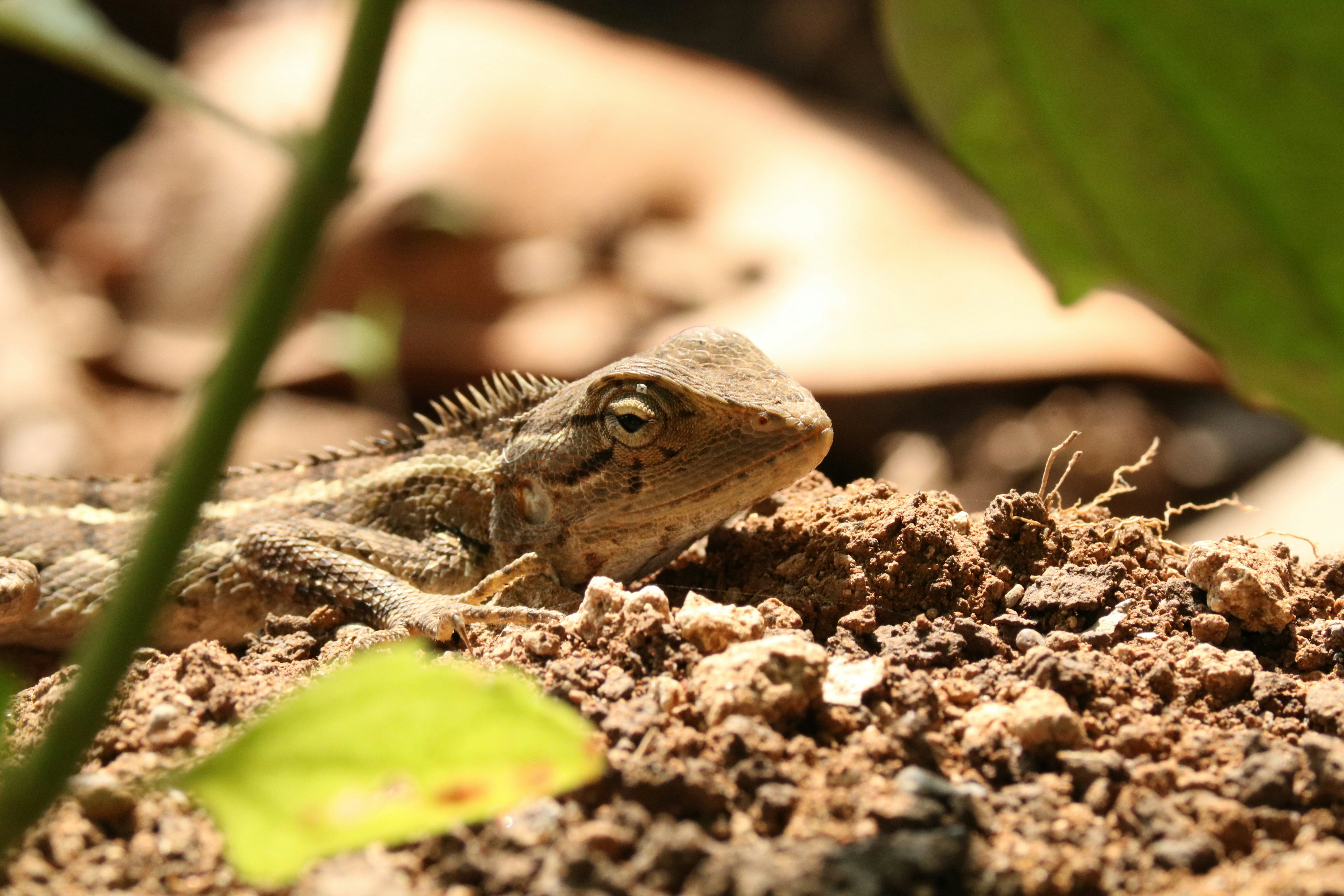 Camouflaged Lizard in Sunlit Soil