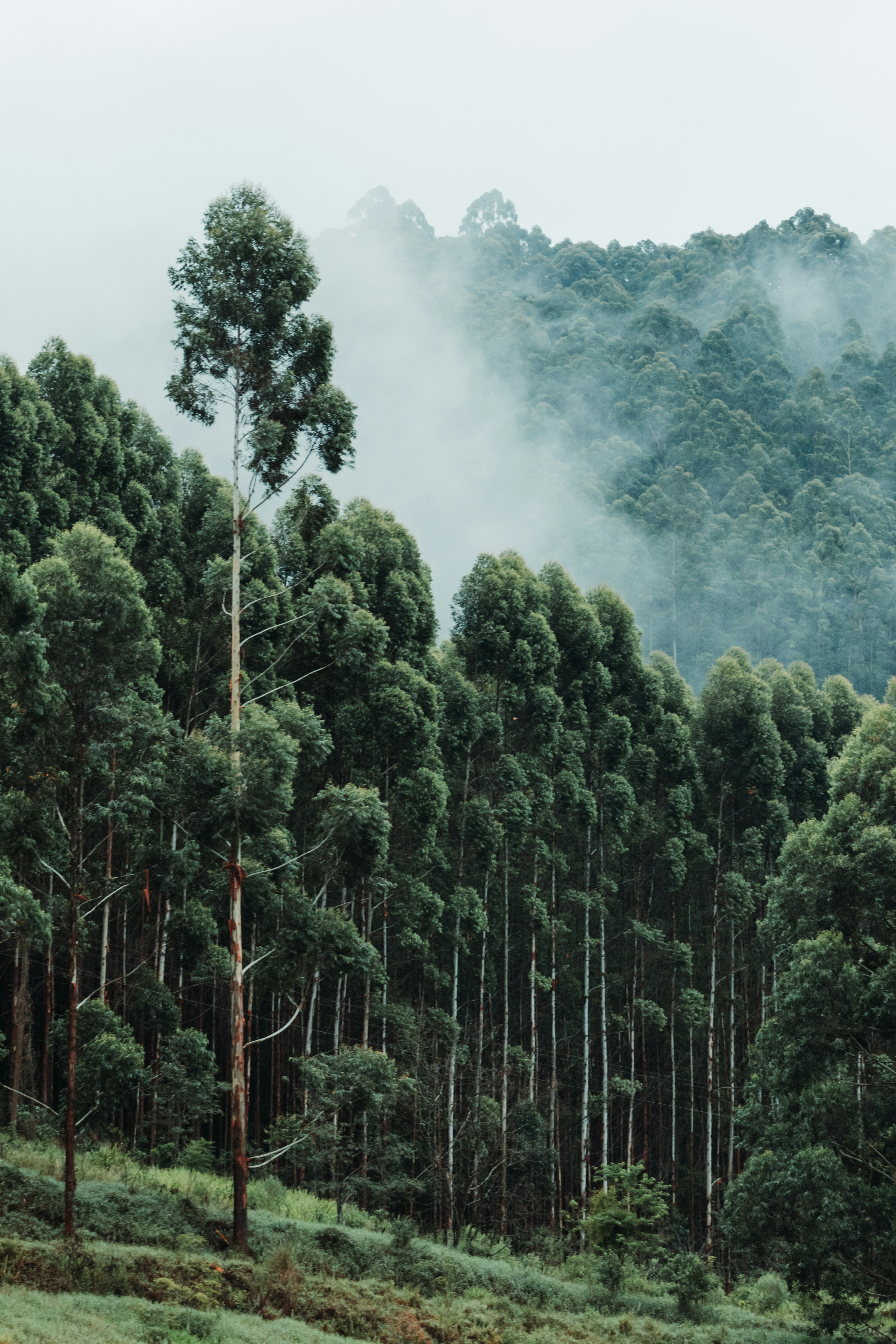 Green trees during daytime photo – Free Poços de caldas Image on Unsplash