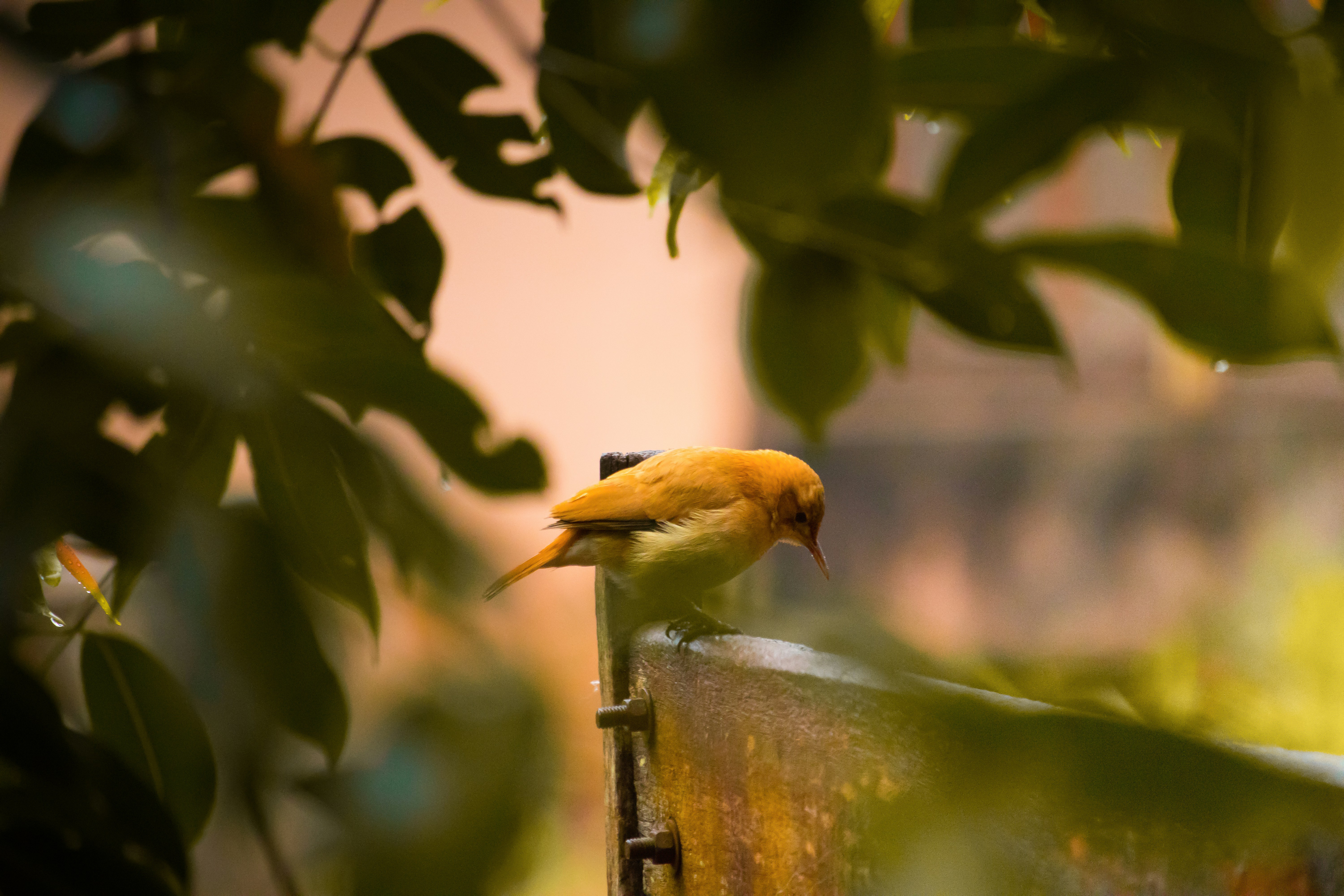 Goldfinch in amber glow on a weathered railing