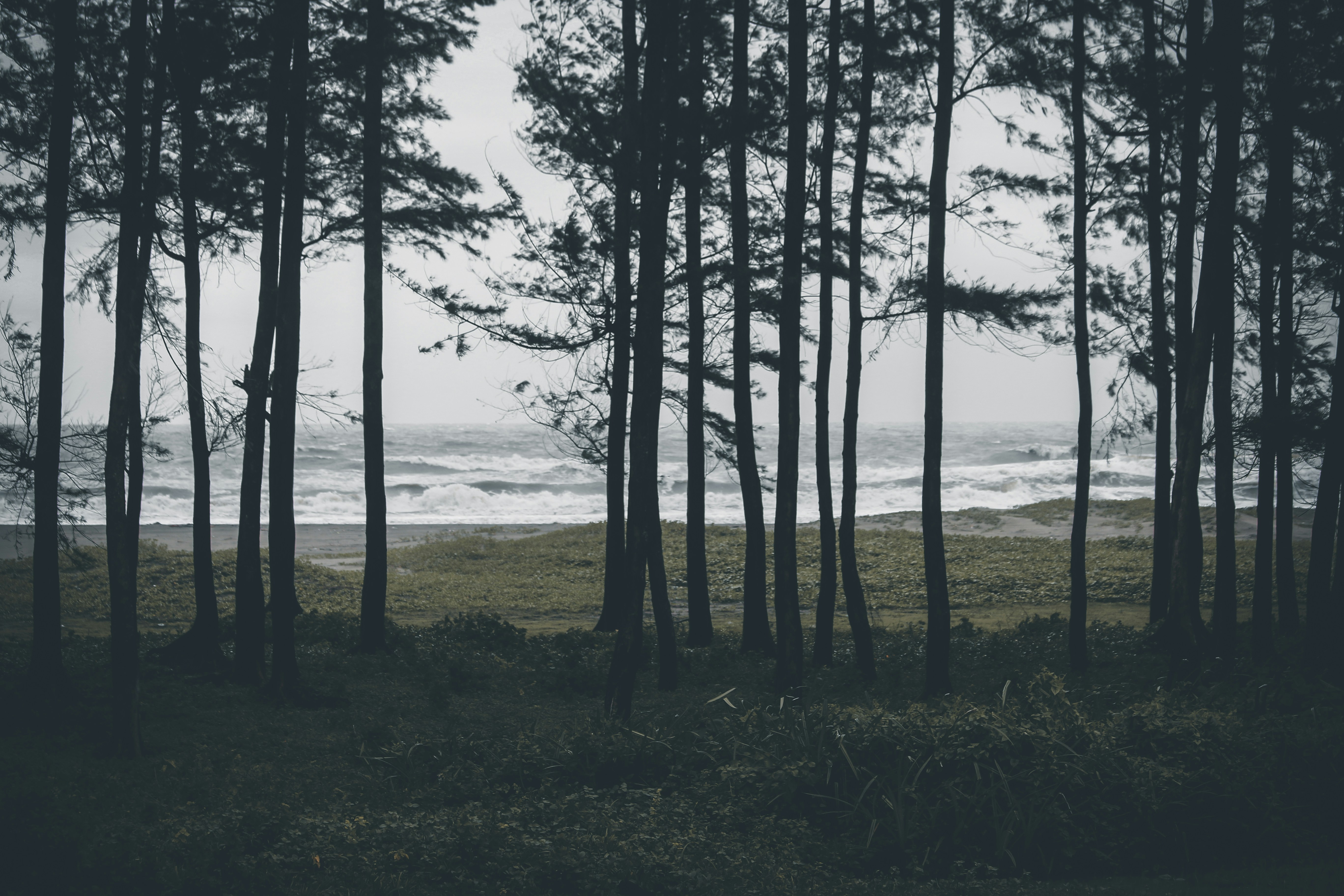 A serene coastal landscape framed by tall trees, with waves crashing against the shore under a moody sky.