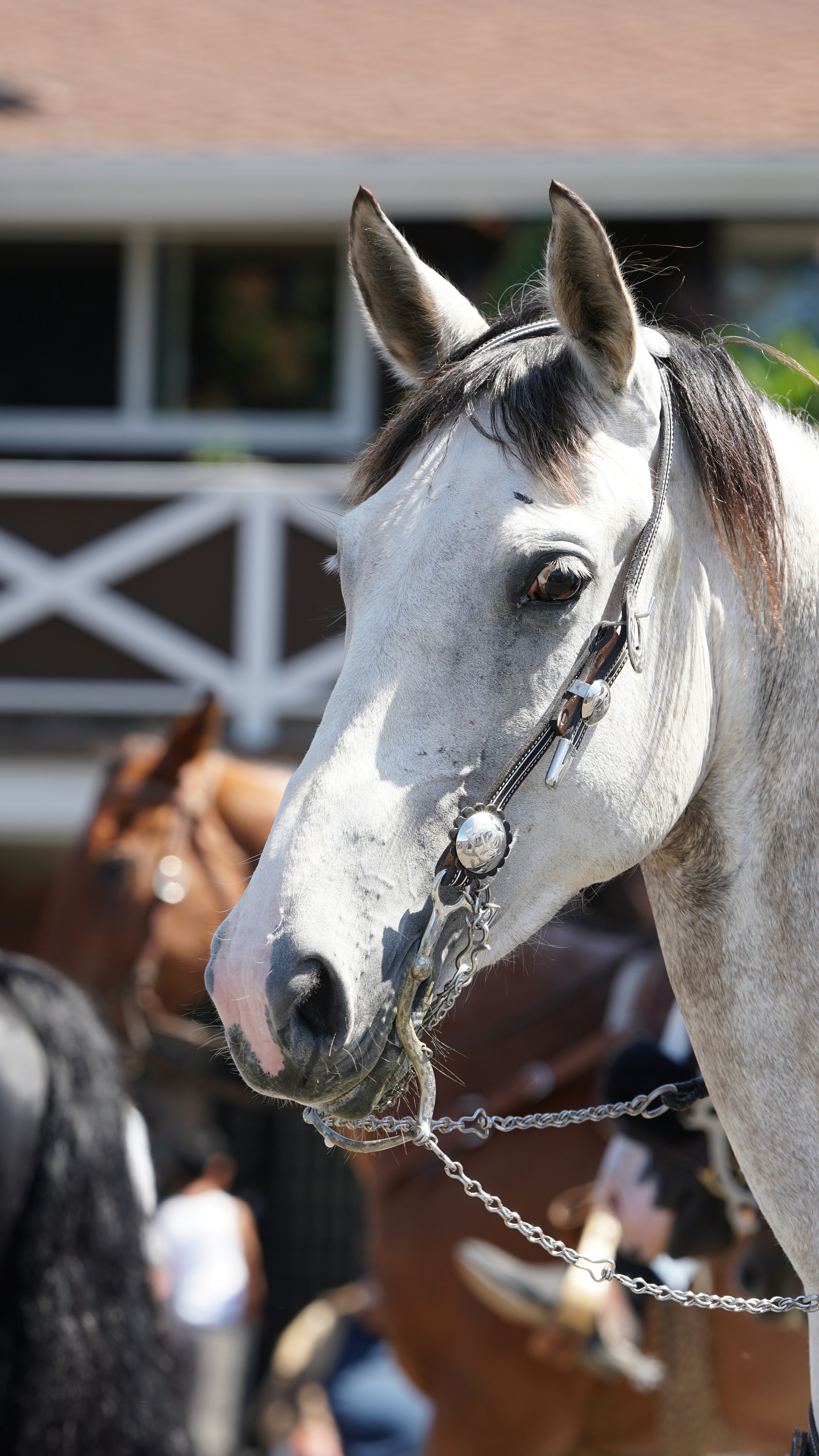 Head Tilted Portrait of a Grey Horse at a Stable