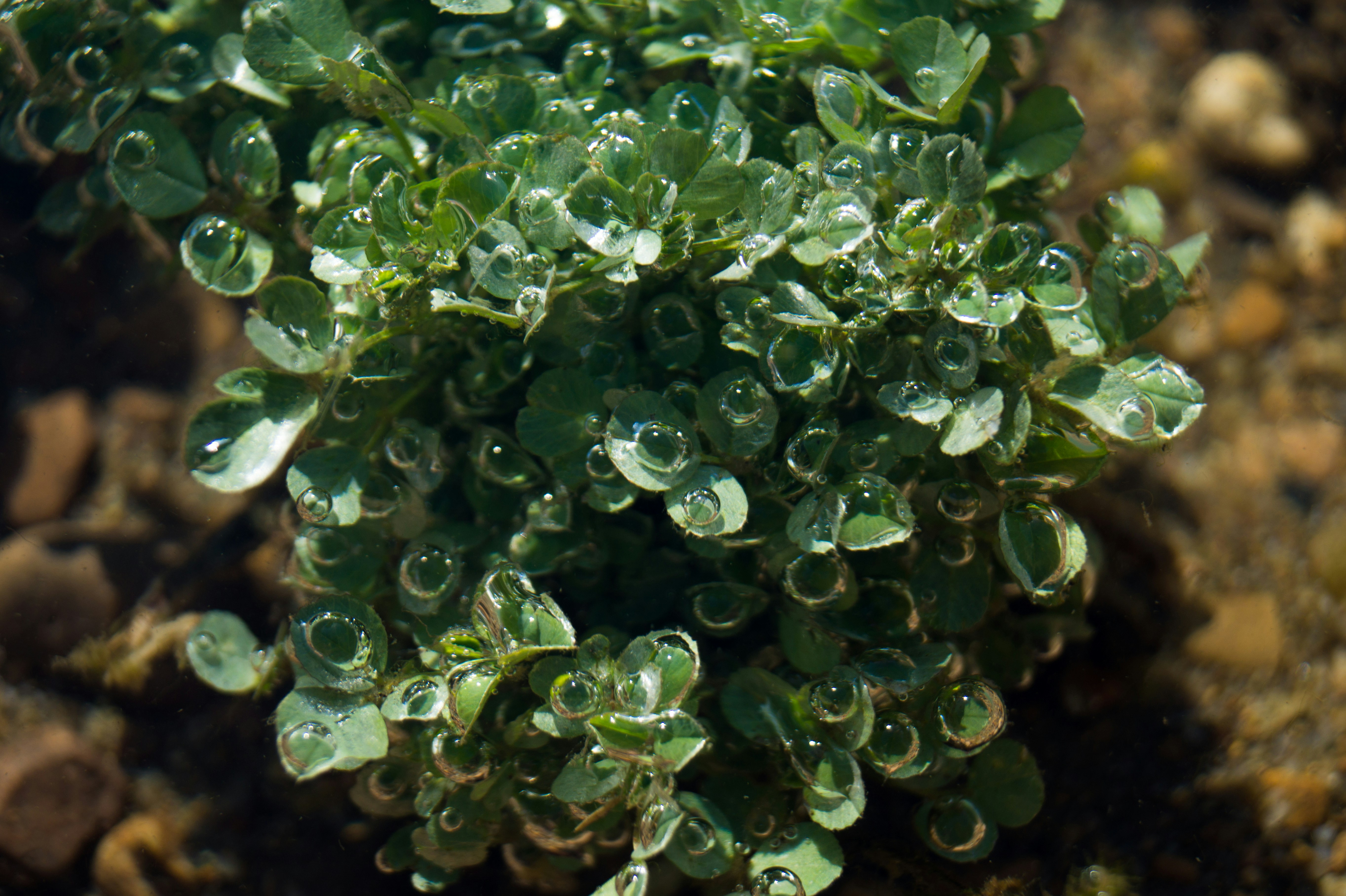 Aquatic plant with glistening water droplets resting on its leaves, surrounded by pebbles at the bottom of a clear body of water.