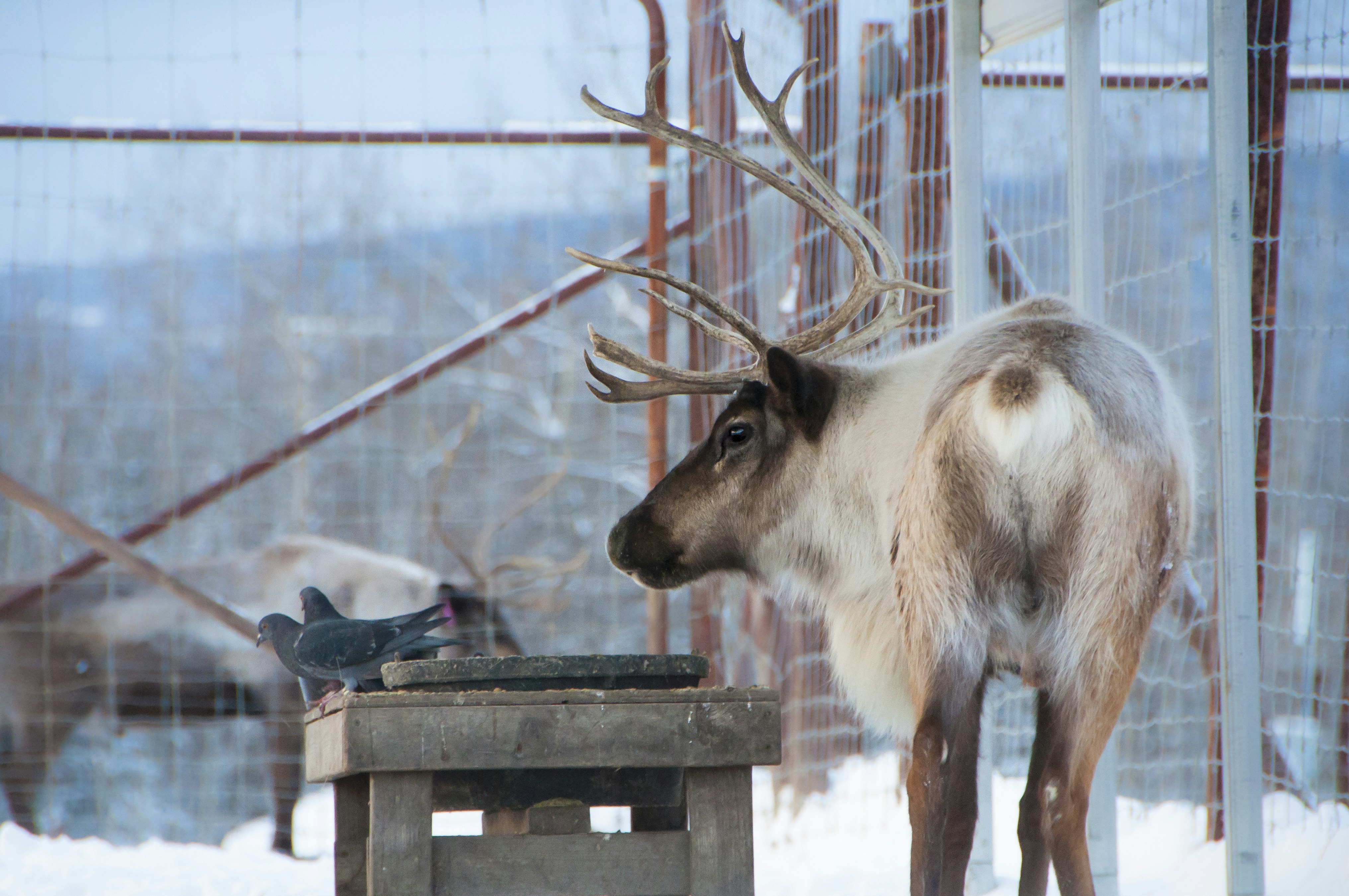 Antlered Caribou in a Frosted Enclosure: A Quiet Winter Portrait