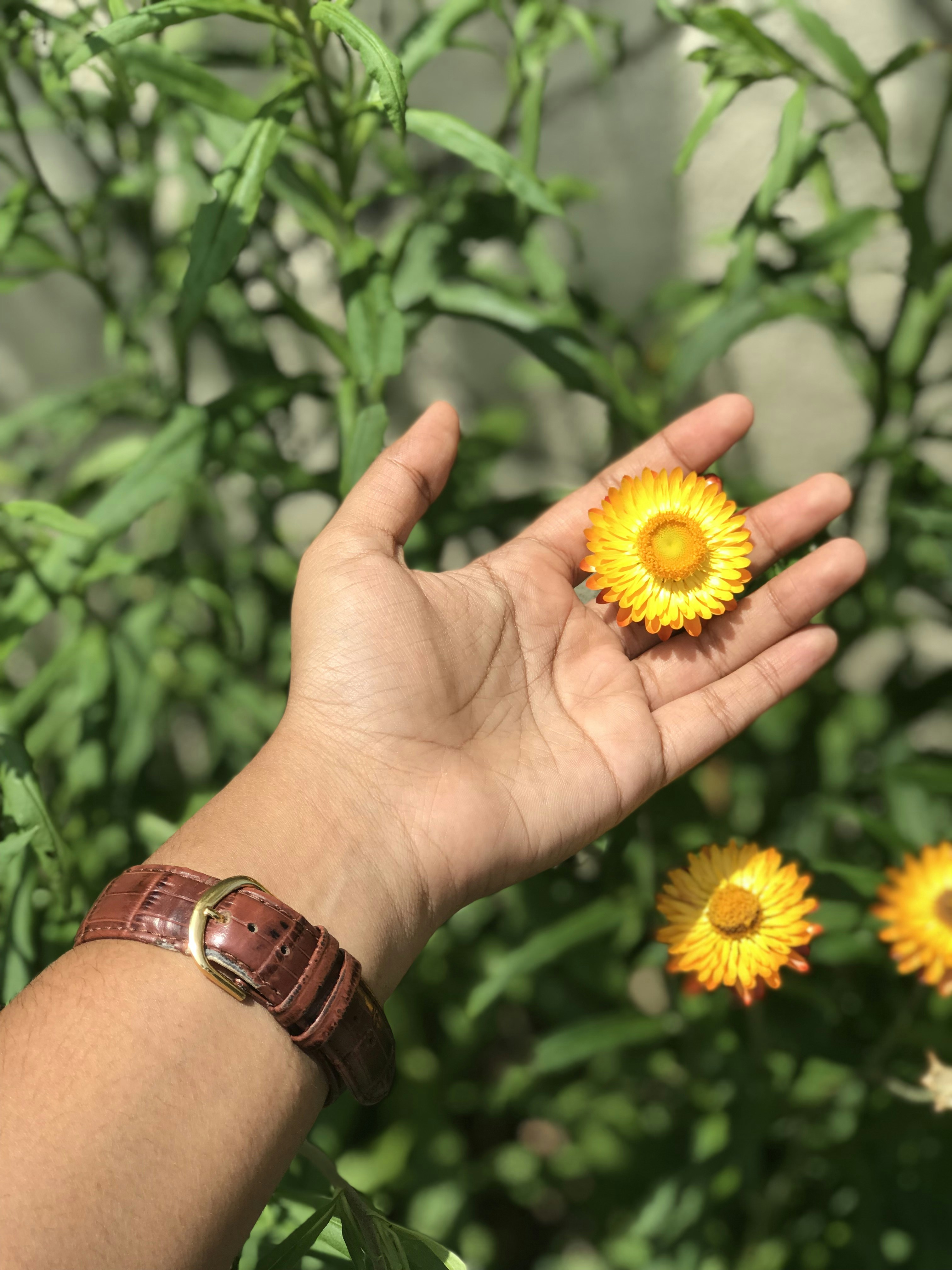 Sunlit Yellow Bloom Cradled in a Garden of Green
