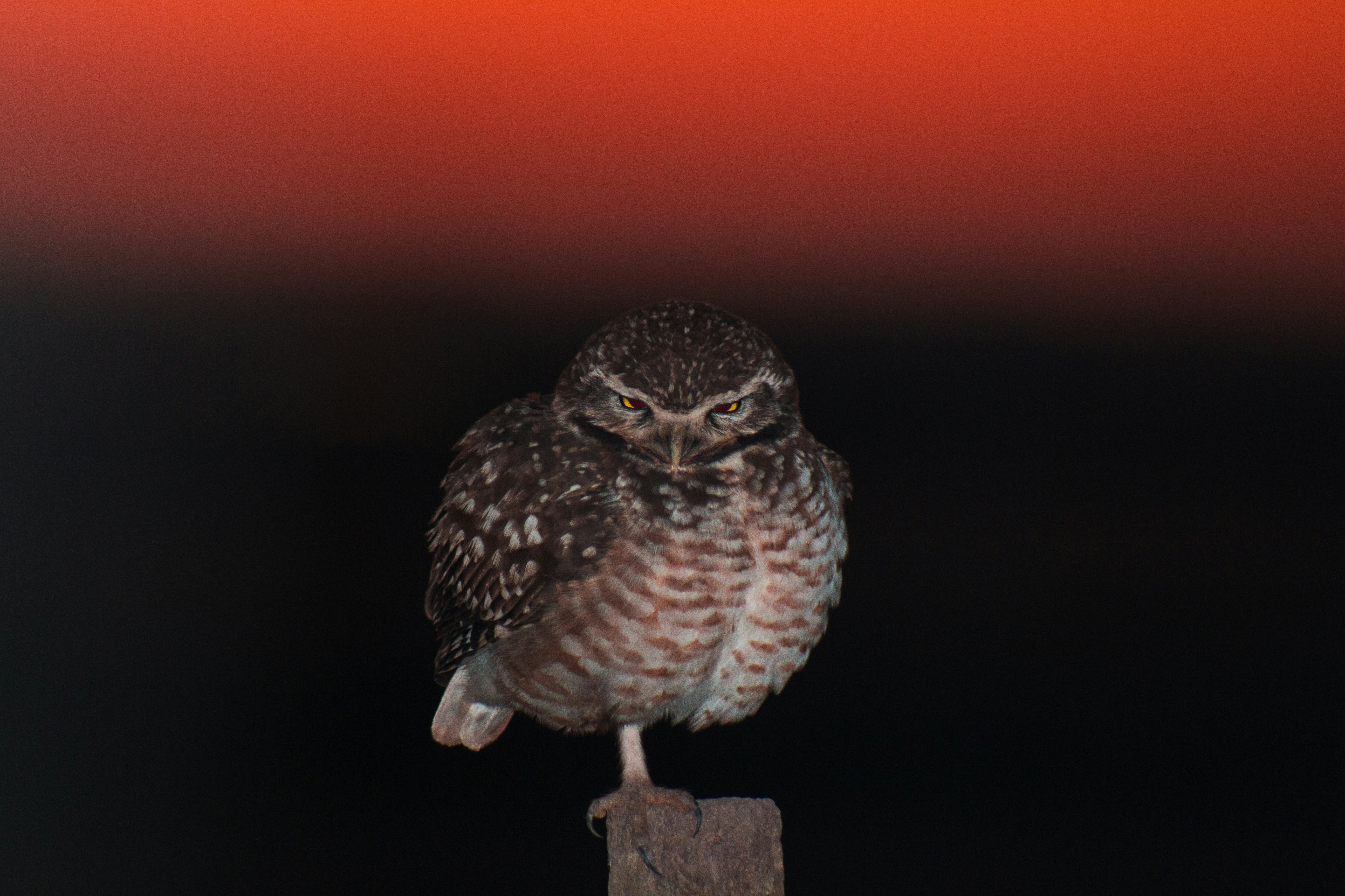 Dusk's Perch: A Watchful Owl Framed by a Fiery Horizon