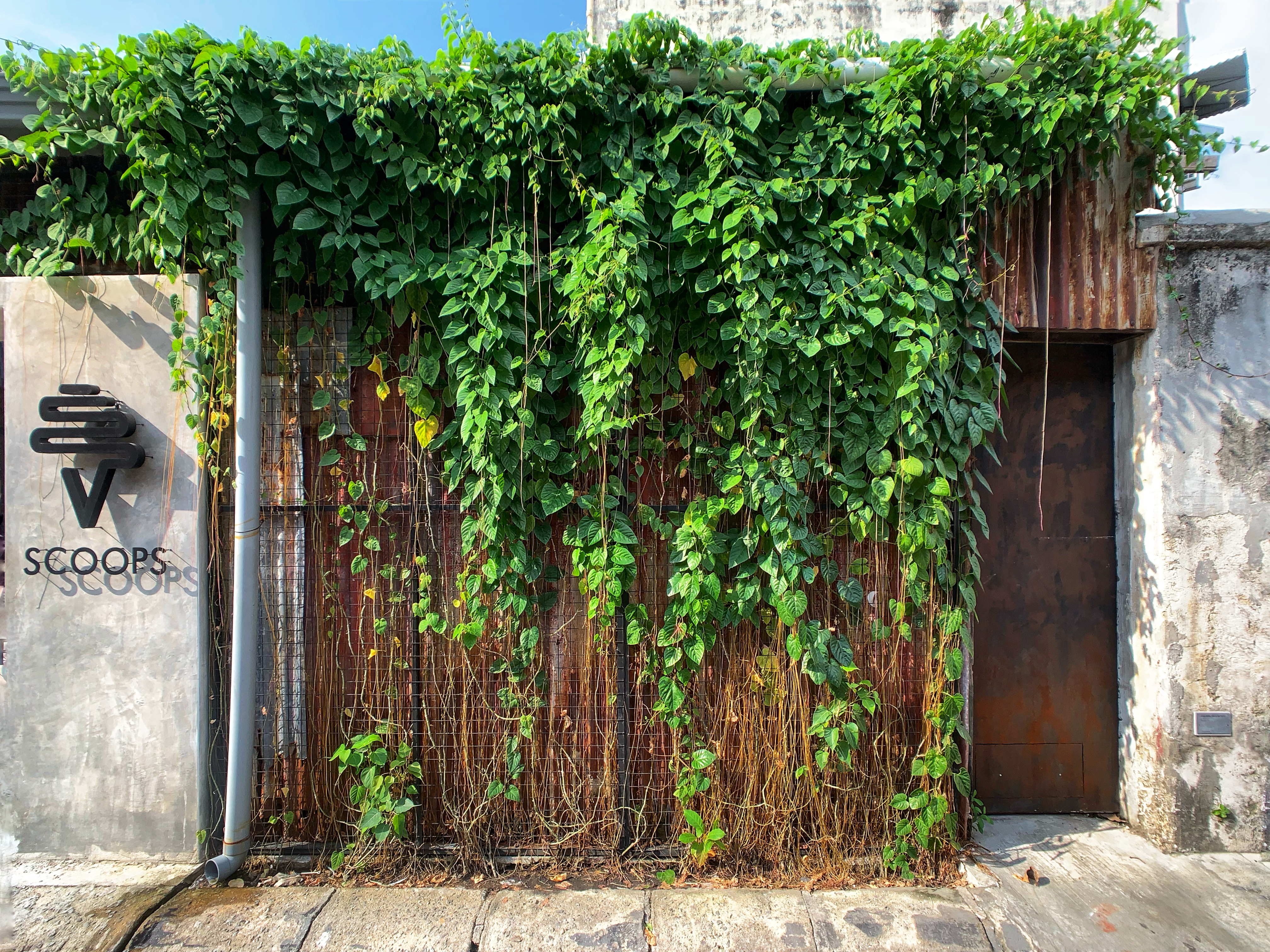 Vines Veiling an Industrial Gate