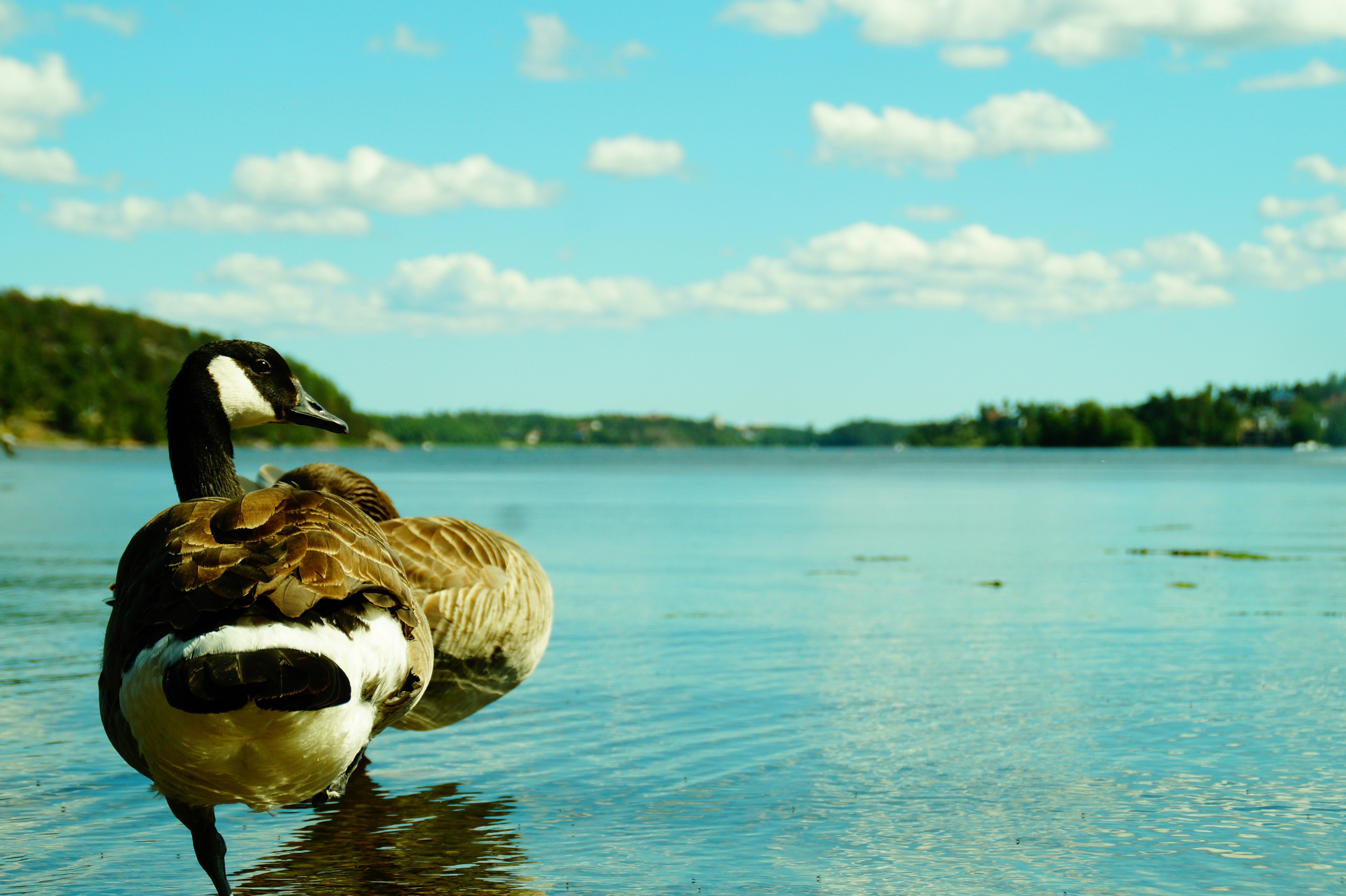 Canada goose on a lake shore. 
