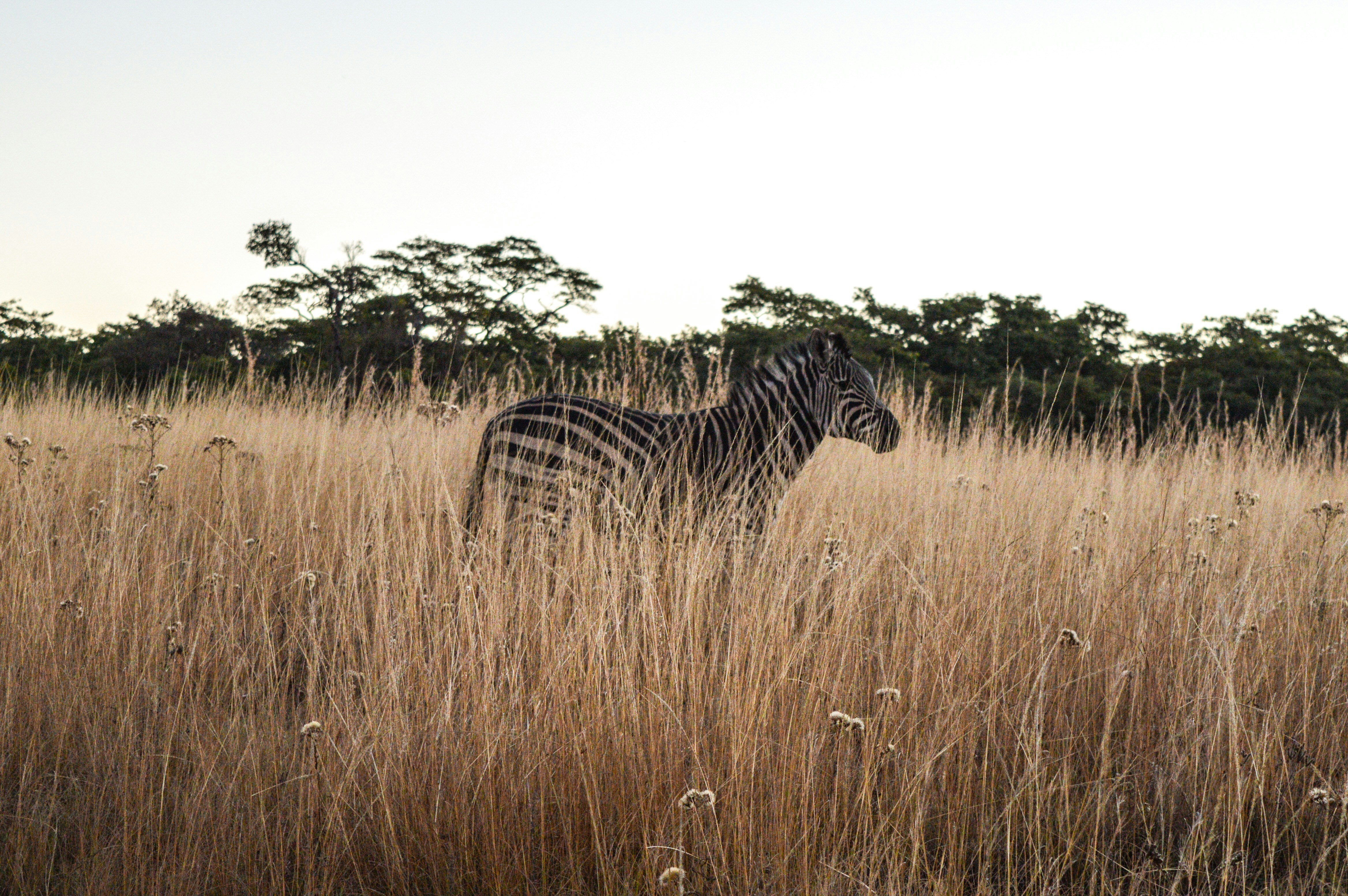 Zebra Amid Tall Gilded Grasses at Dusk
